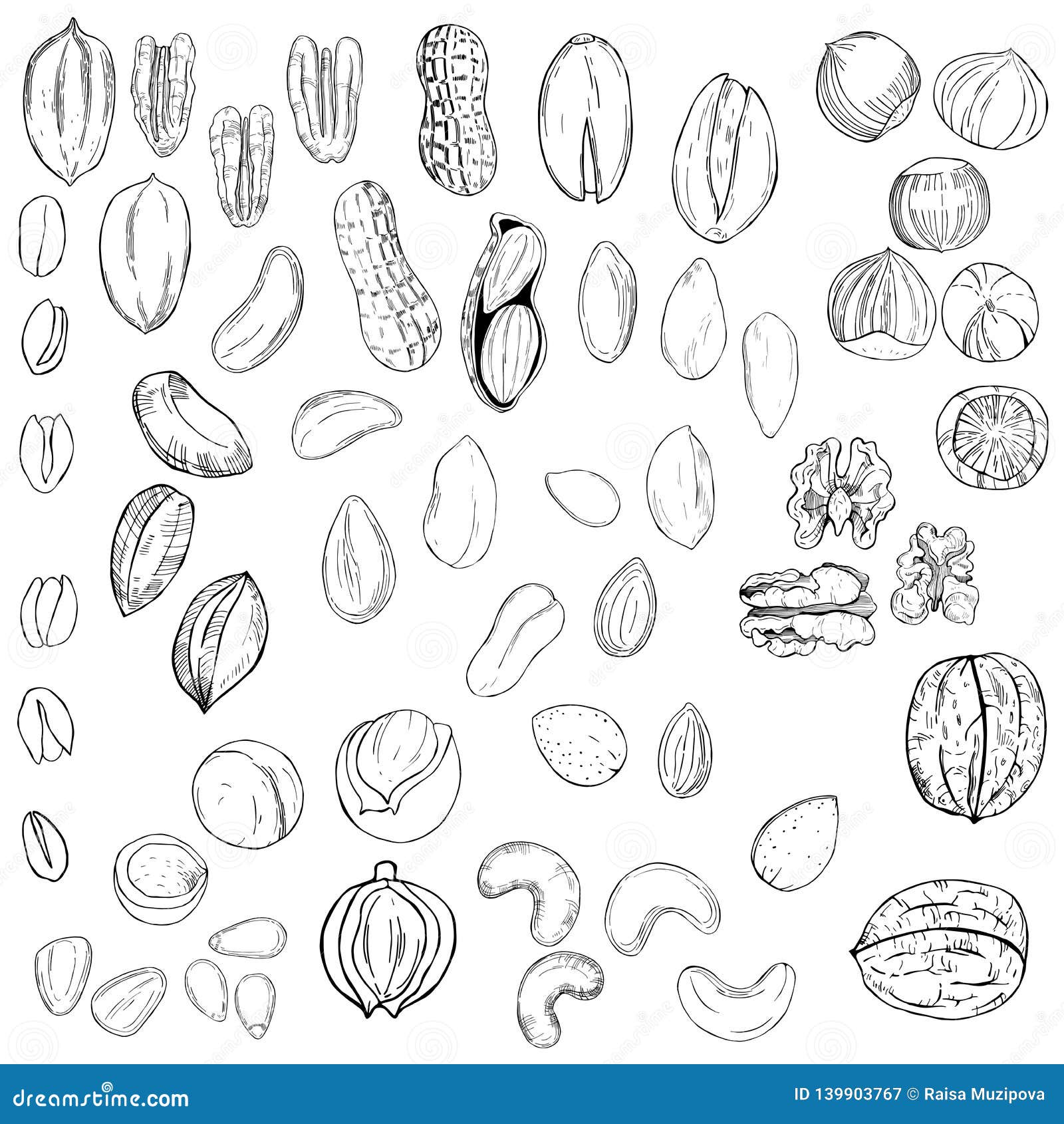 Hand Drawn Nuts. Vector Sketch Illustration Stock Vector - Illustration ...
