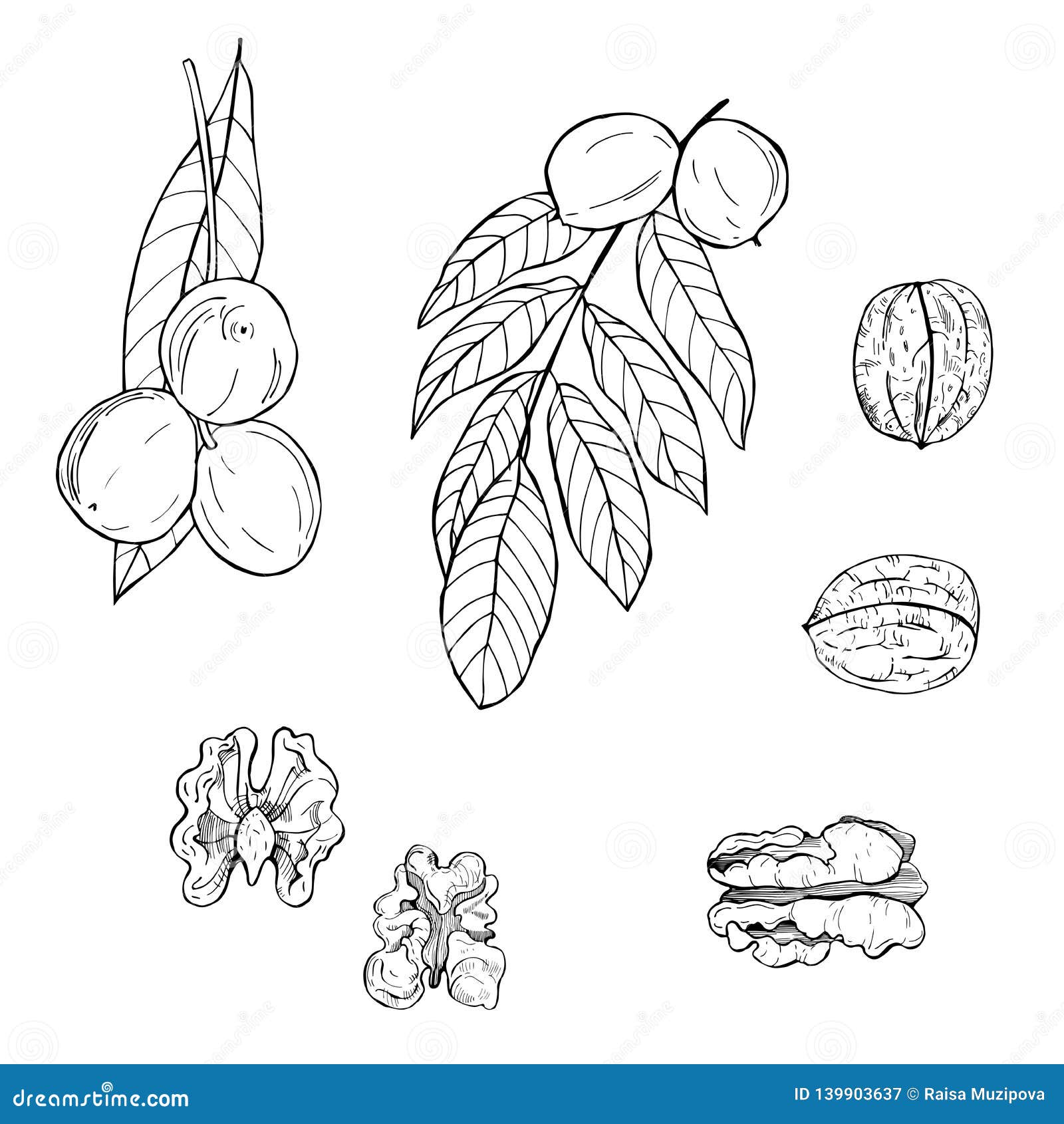 Hand Drawn Nuts.Walnut. Vector Sketch Illustration Stock Vector ...