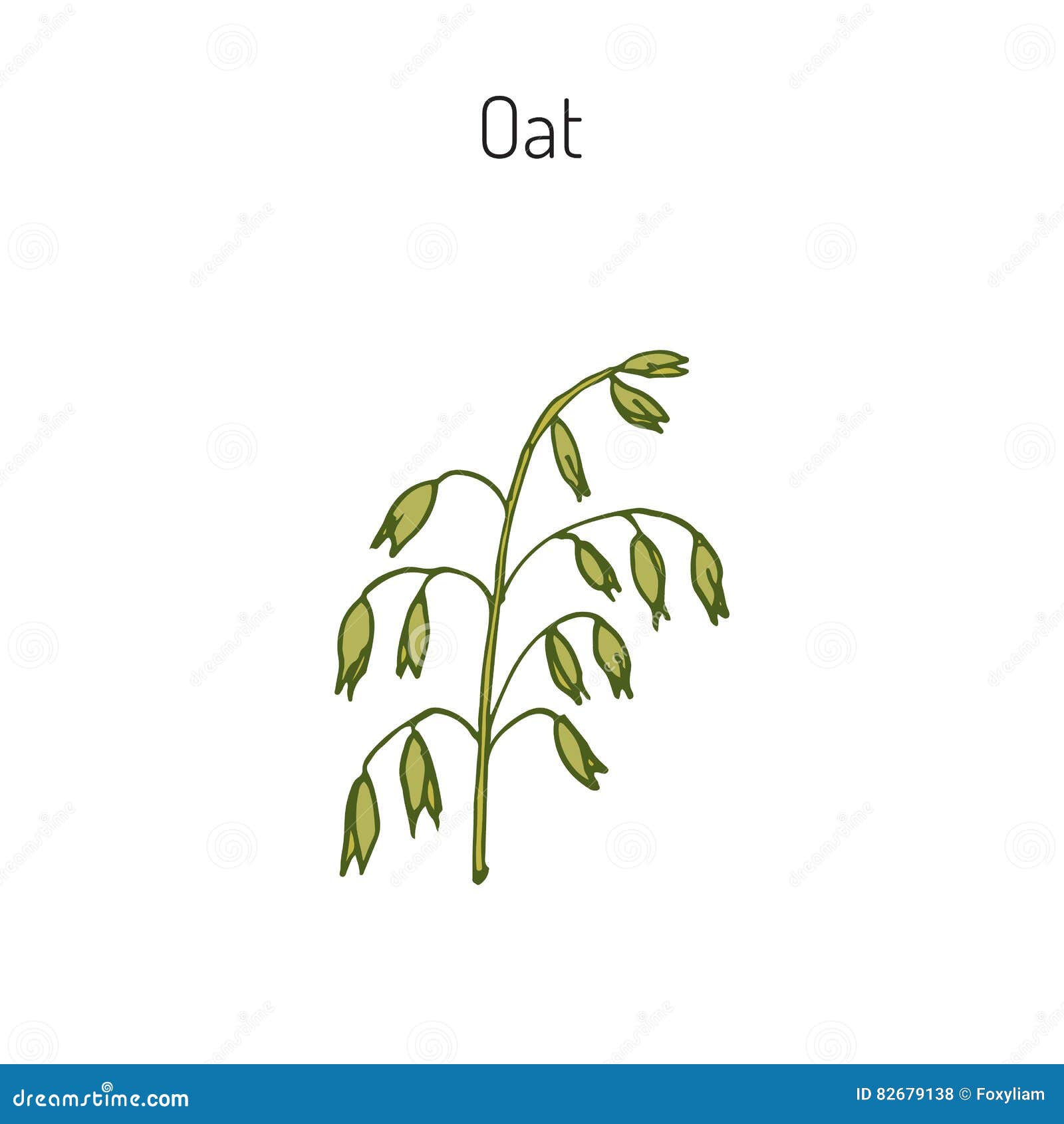 Hand Drawn Oats Ears Sketch. Stock Vector - Illustration of drawing ...