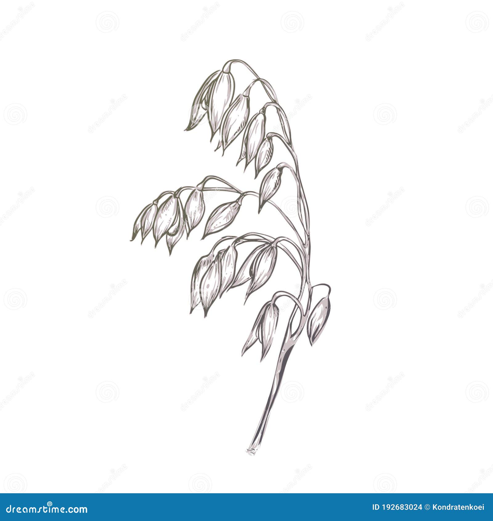 Hand Drawn of Oats, Oat Grain. Sketch. Vector Eps 10. Stock Vector ...