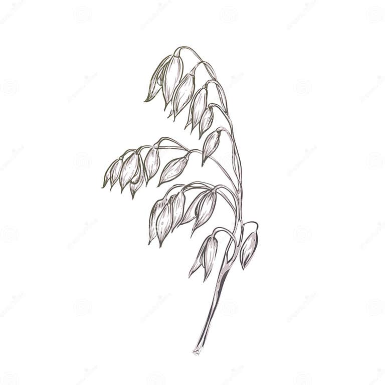 Hand Drawn of Oats, Oat Grain. Sketch. Vector Eps 10. Stock Vector ...