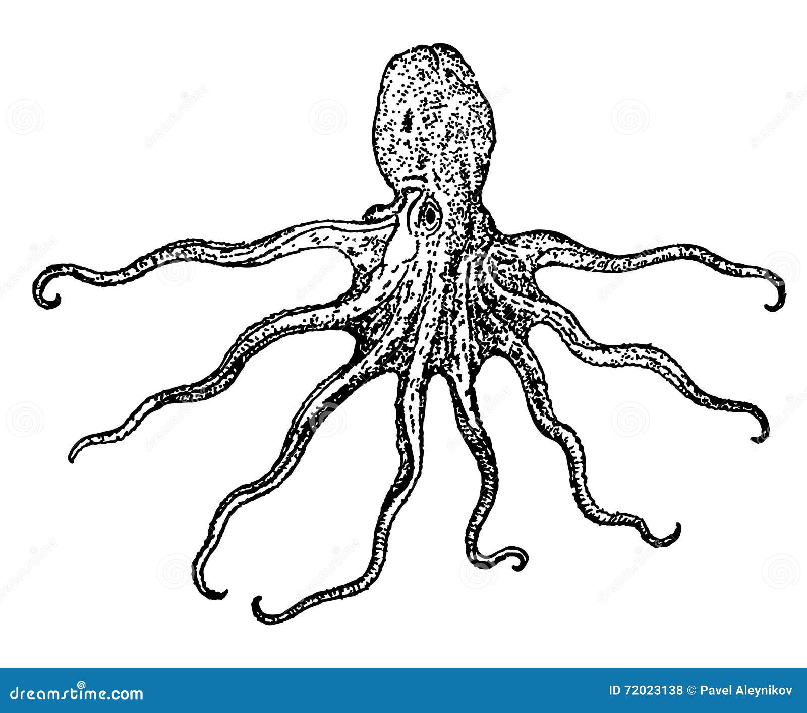 Hand drawn octopus vector stock vector. Illustration of drawn - 72023138