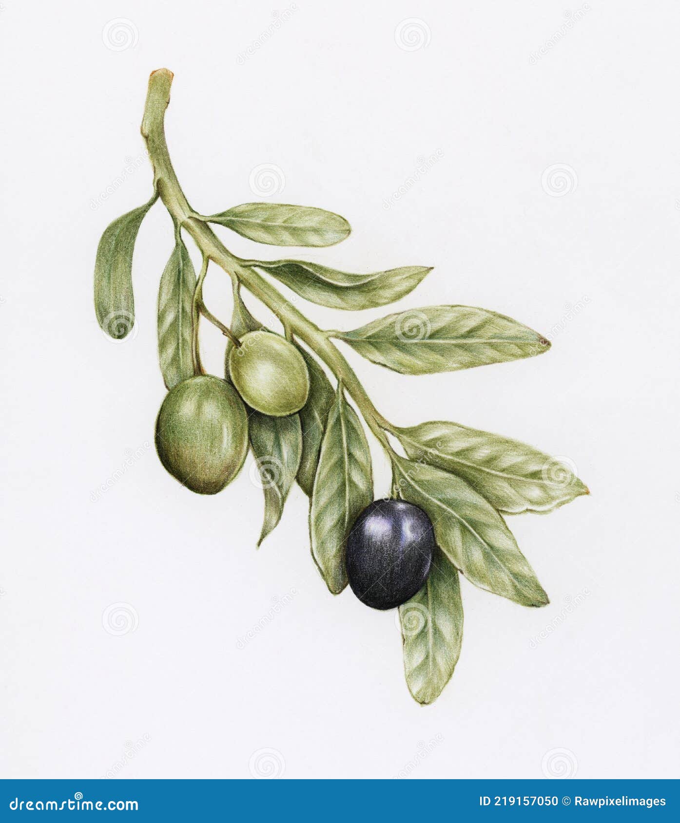 Hand Drawn Olive Illustration Stock Illustration - Illustration of ...