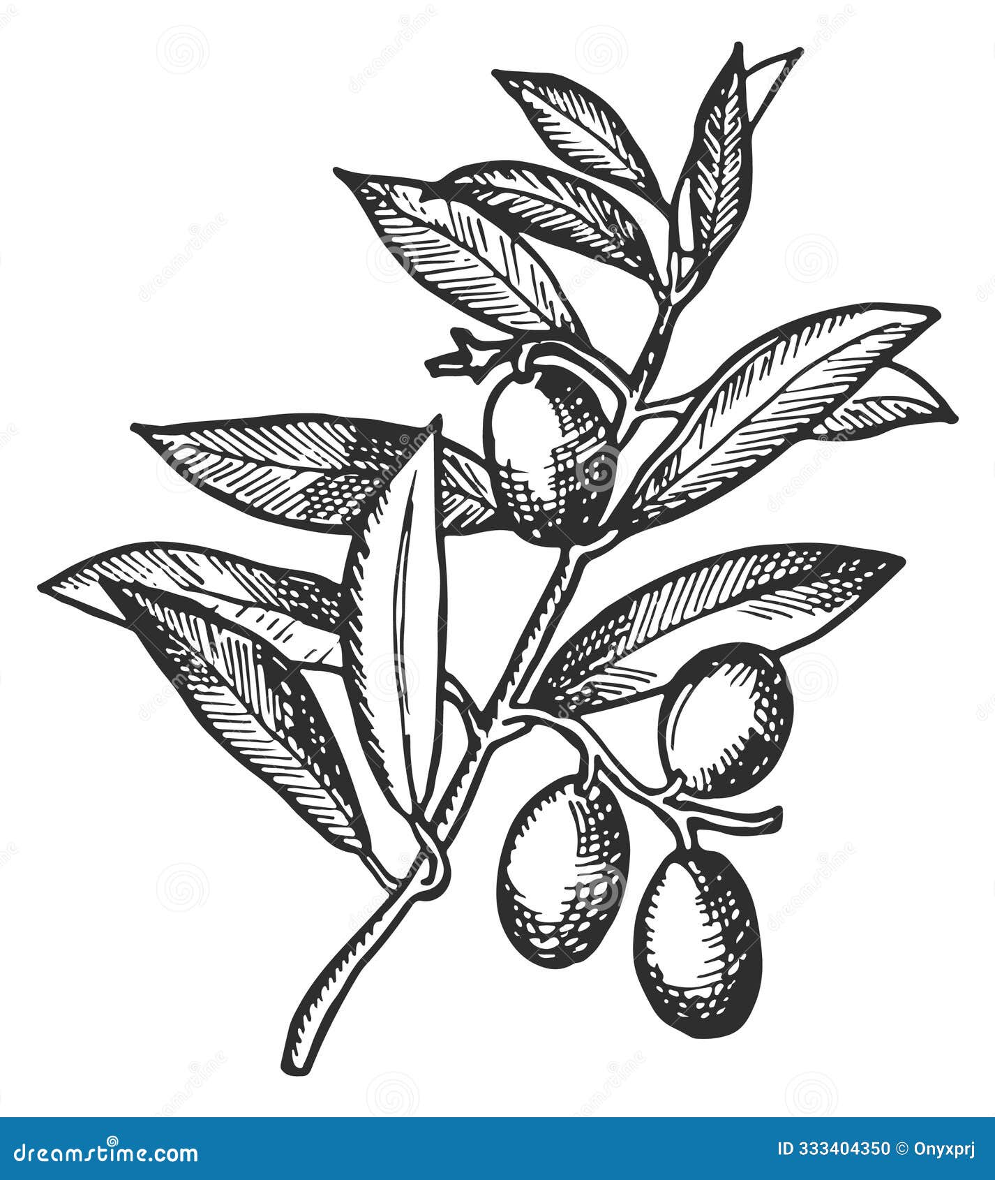 Hand Drawn Olive. Natural Tree Branch Sketch Stock Illustration ...
