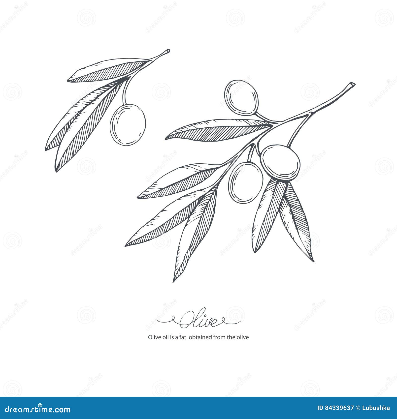 Hand-drawn olive sketch stock vector. Illustration of culture - 84339637