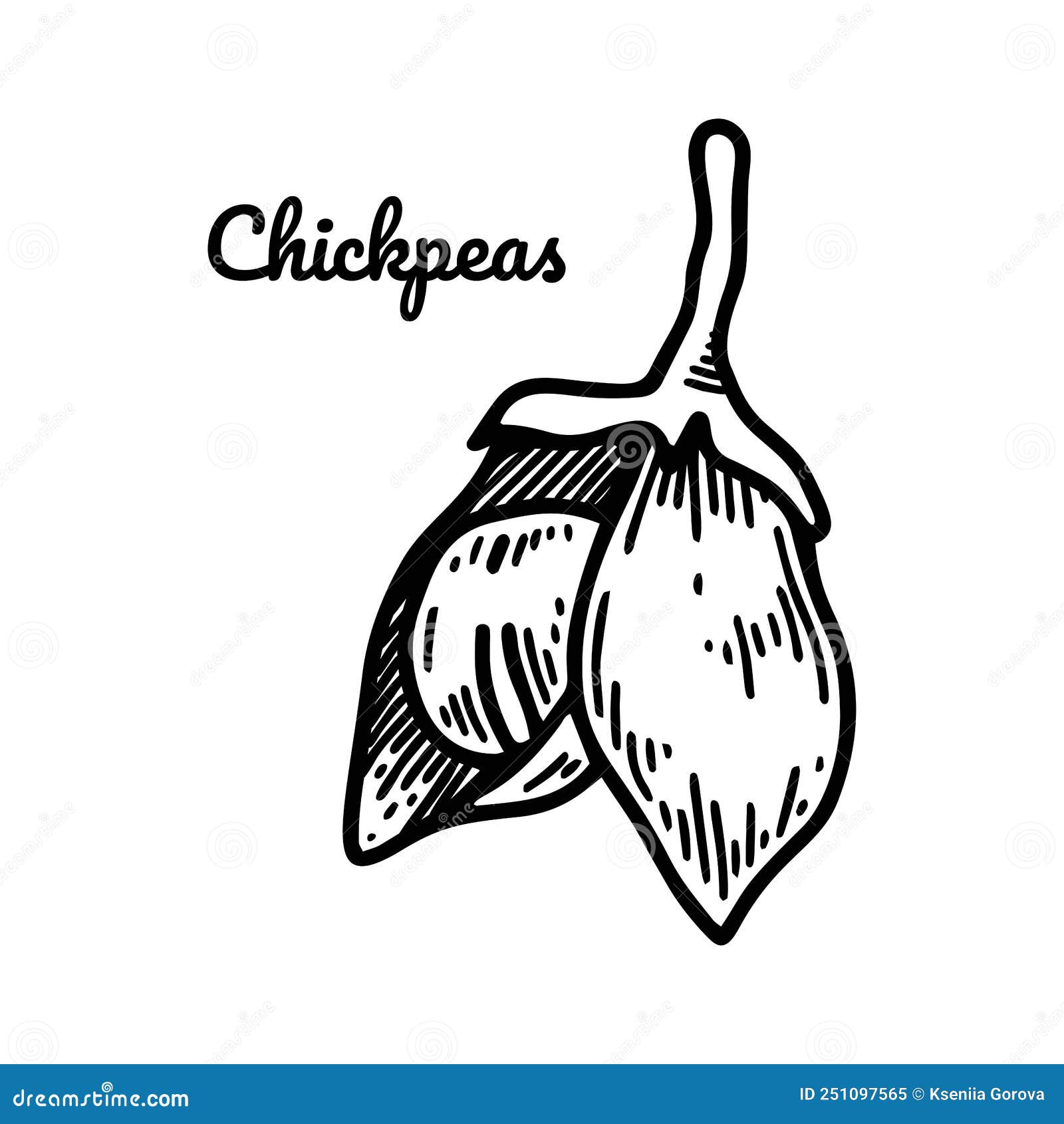 Hand Drawn Opened Chickpeas Pod with Bean. Botany Vector Illustration ...