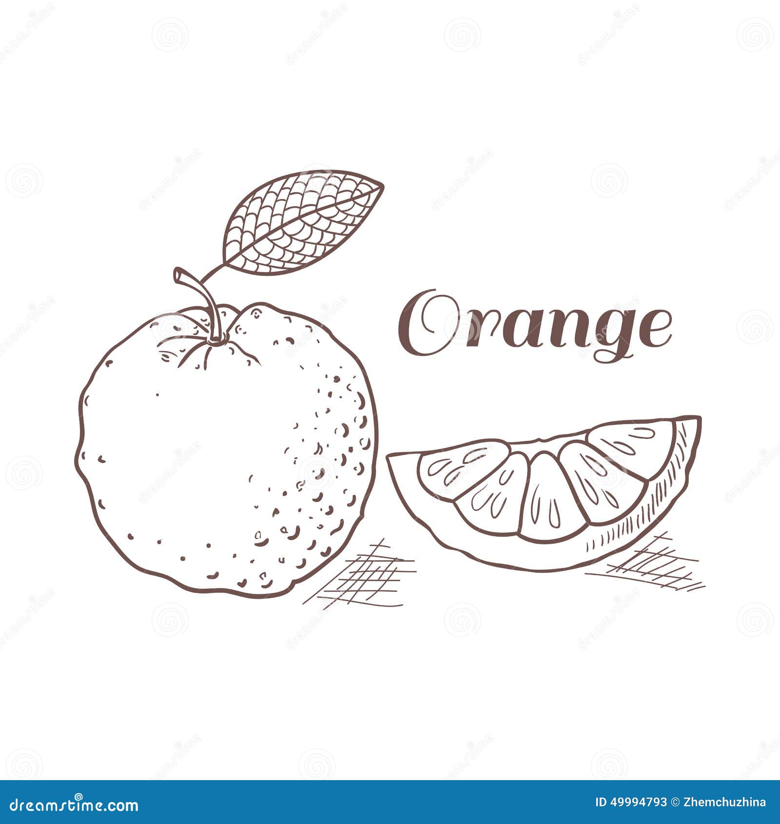 Hand Drawn Orange with Leaf Vector Illustration Stock Vector ...