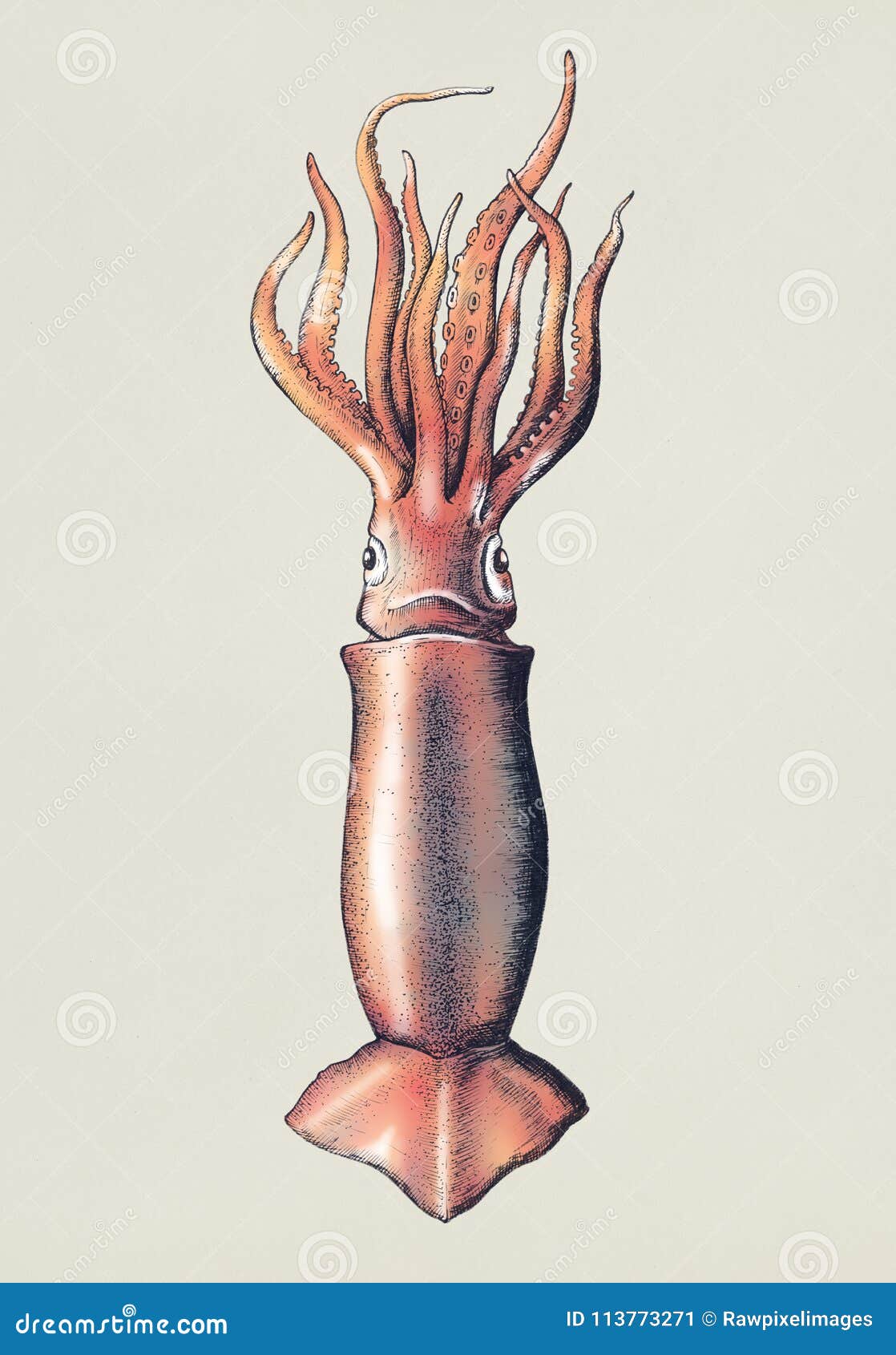 Hand Drawn of Squid Isolated Stock Illustration - Illustration of life ...