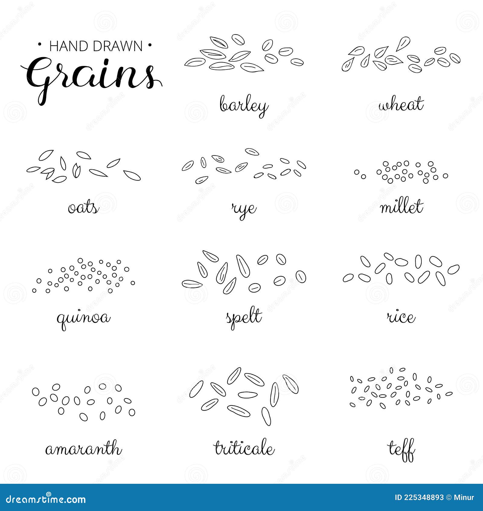 Hand Drawn Outline Cereal Grains Set. Stock Vector - Illustration of ...