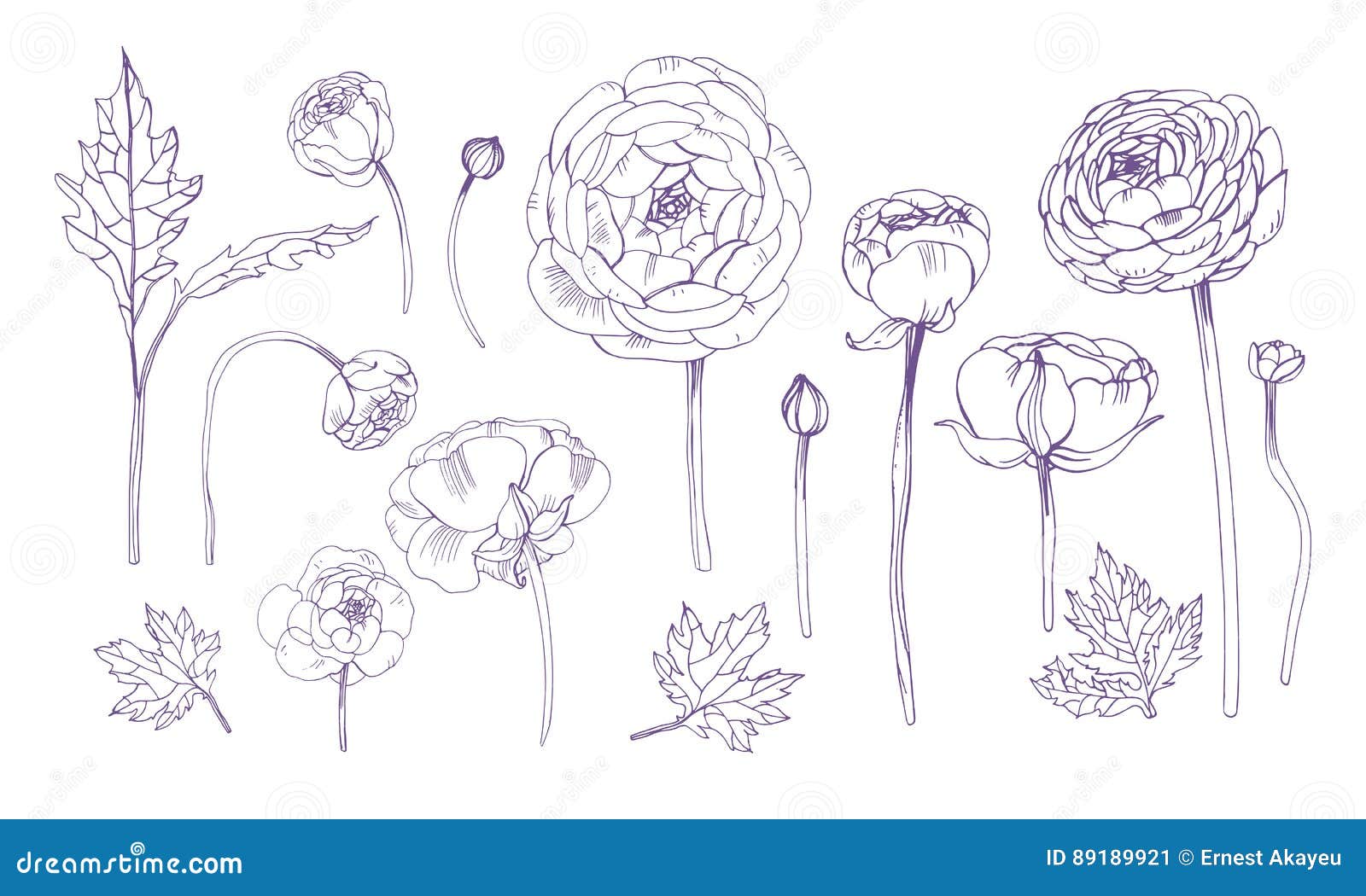 Hand Drawn Outline Floral Elements Set. Collection with Ranunculus ...