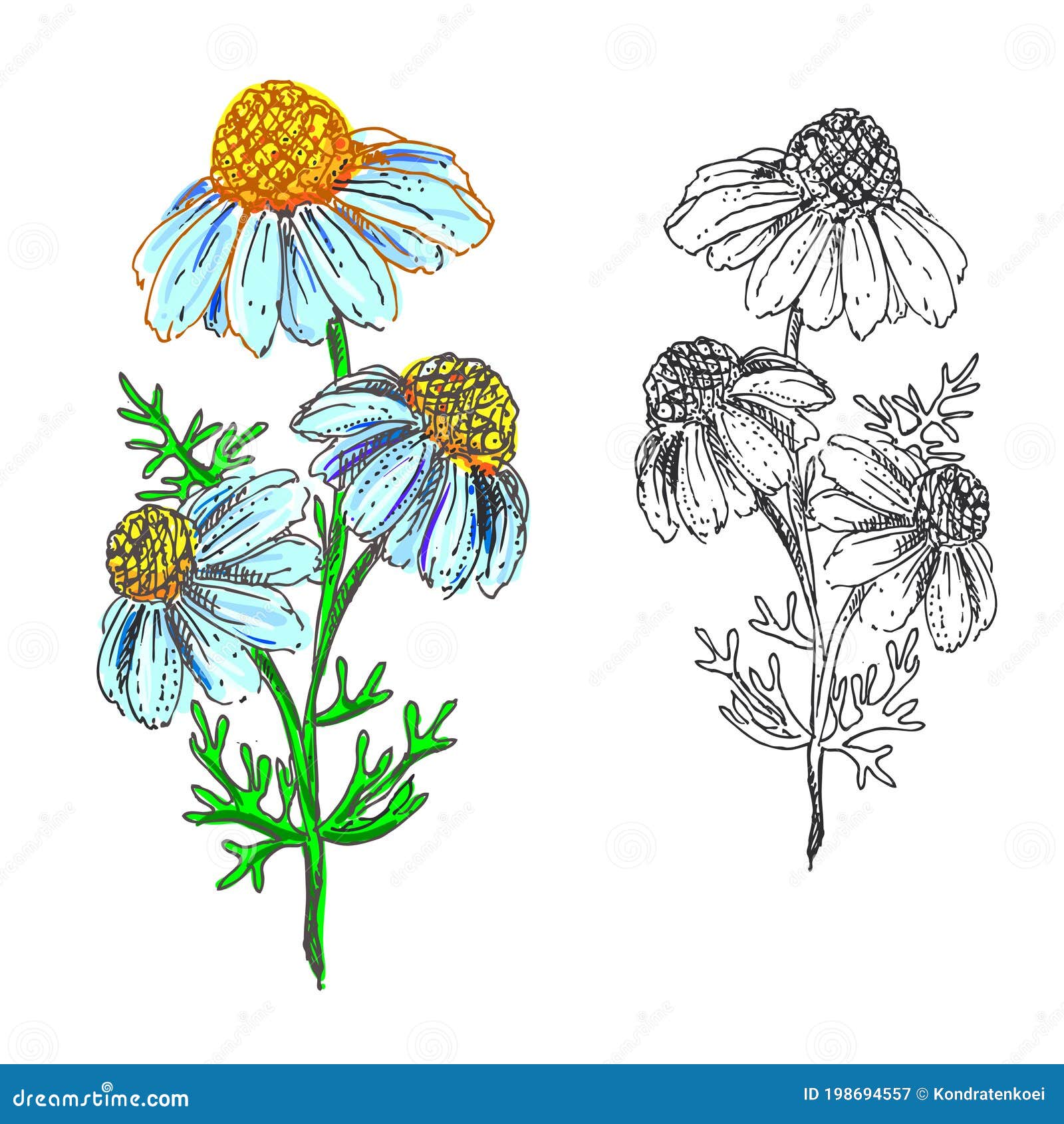 Hand Drawn Painted Daisy Vector Illustration Stock Vector ...