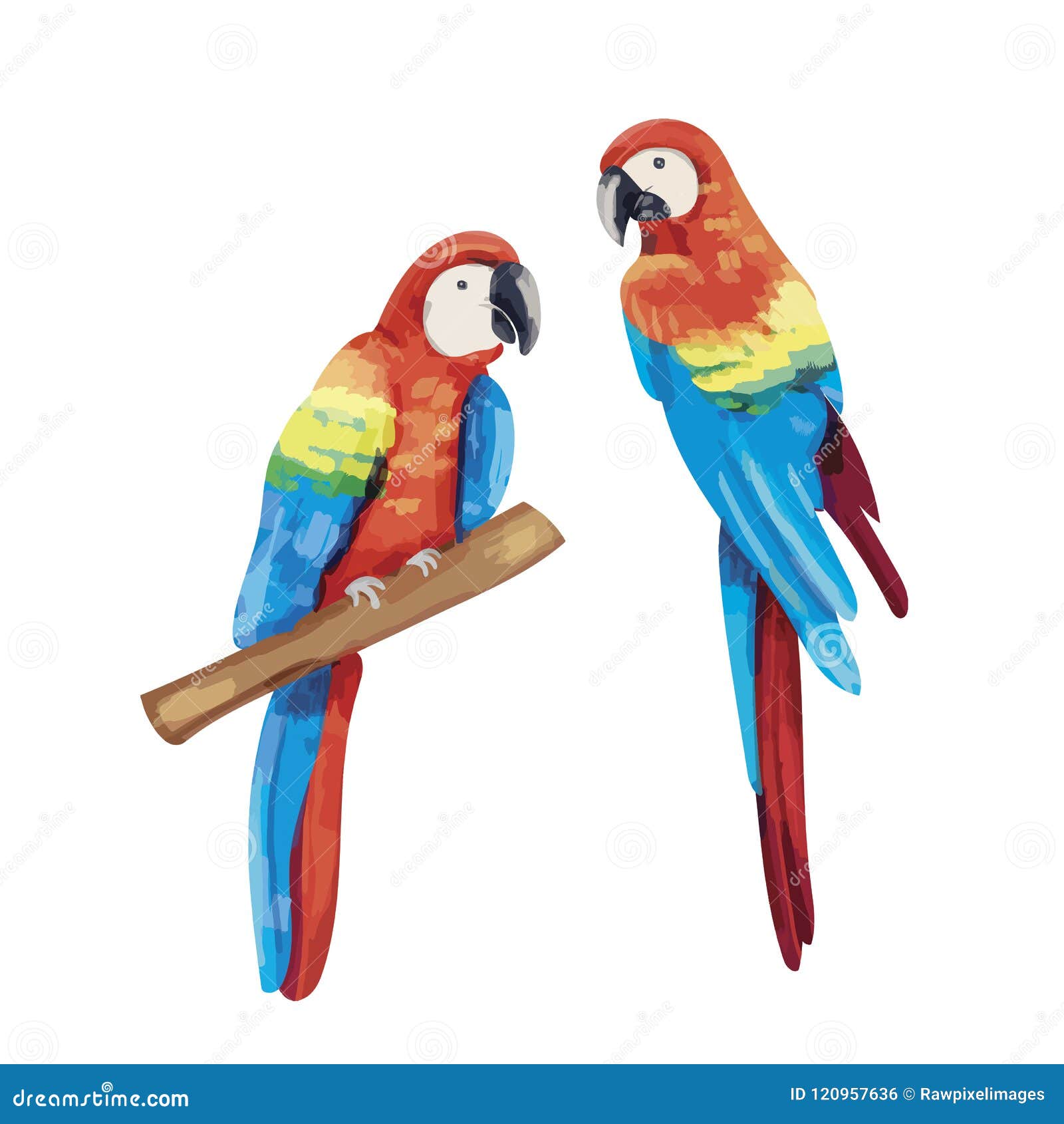 Hand drawn pair of parrots stock illustration. Illustration of ...