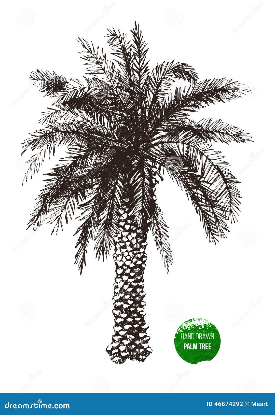Hand drawn palm tree stock vector. Illustration of elements - 46874292