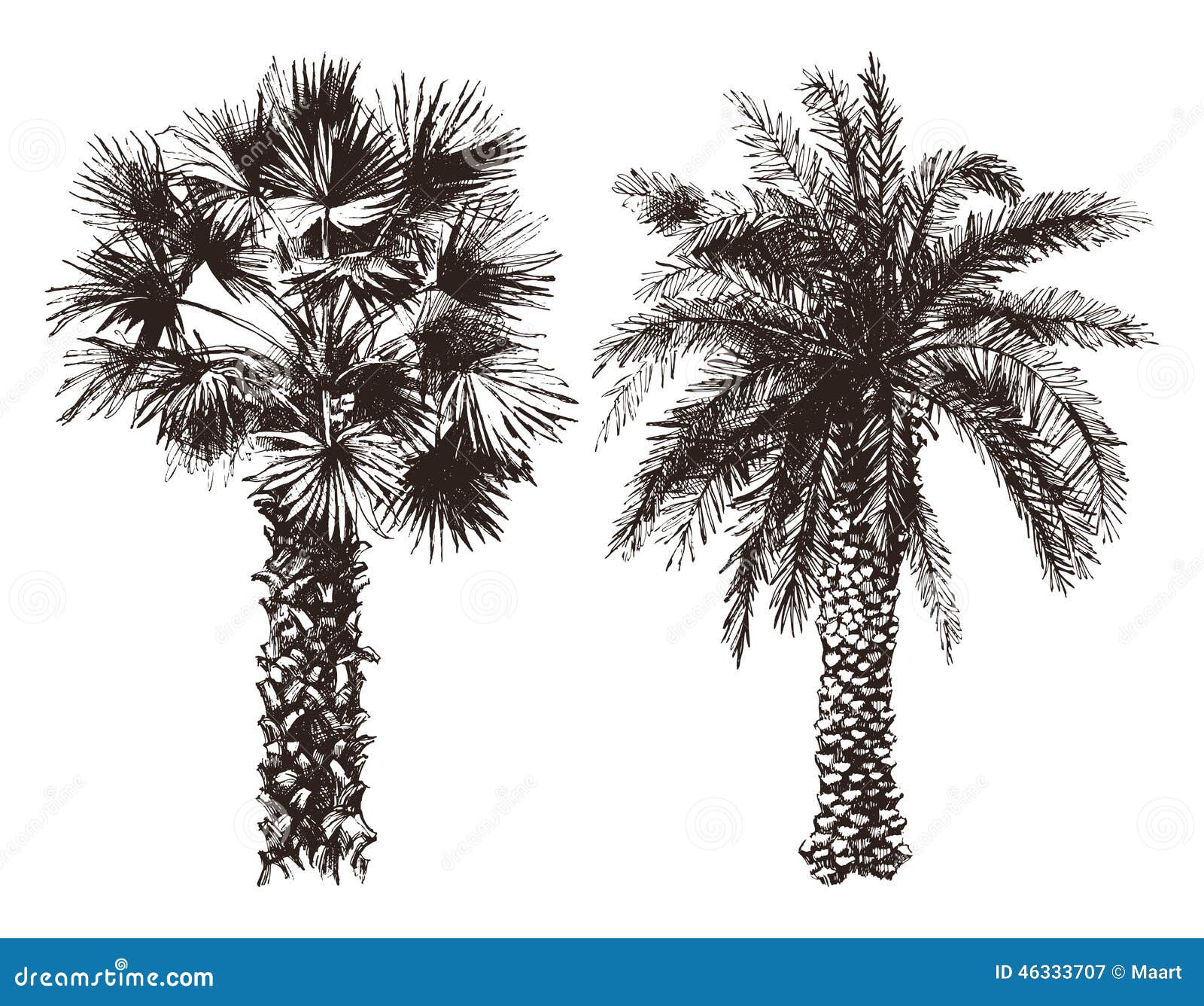 Hand drawn palm trees stock vector. Illustration of branch - 46333707