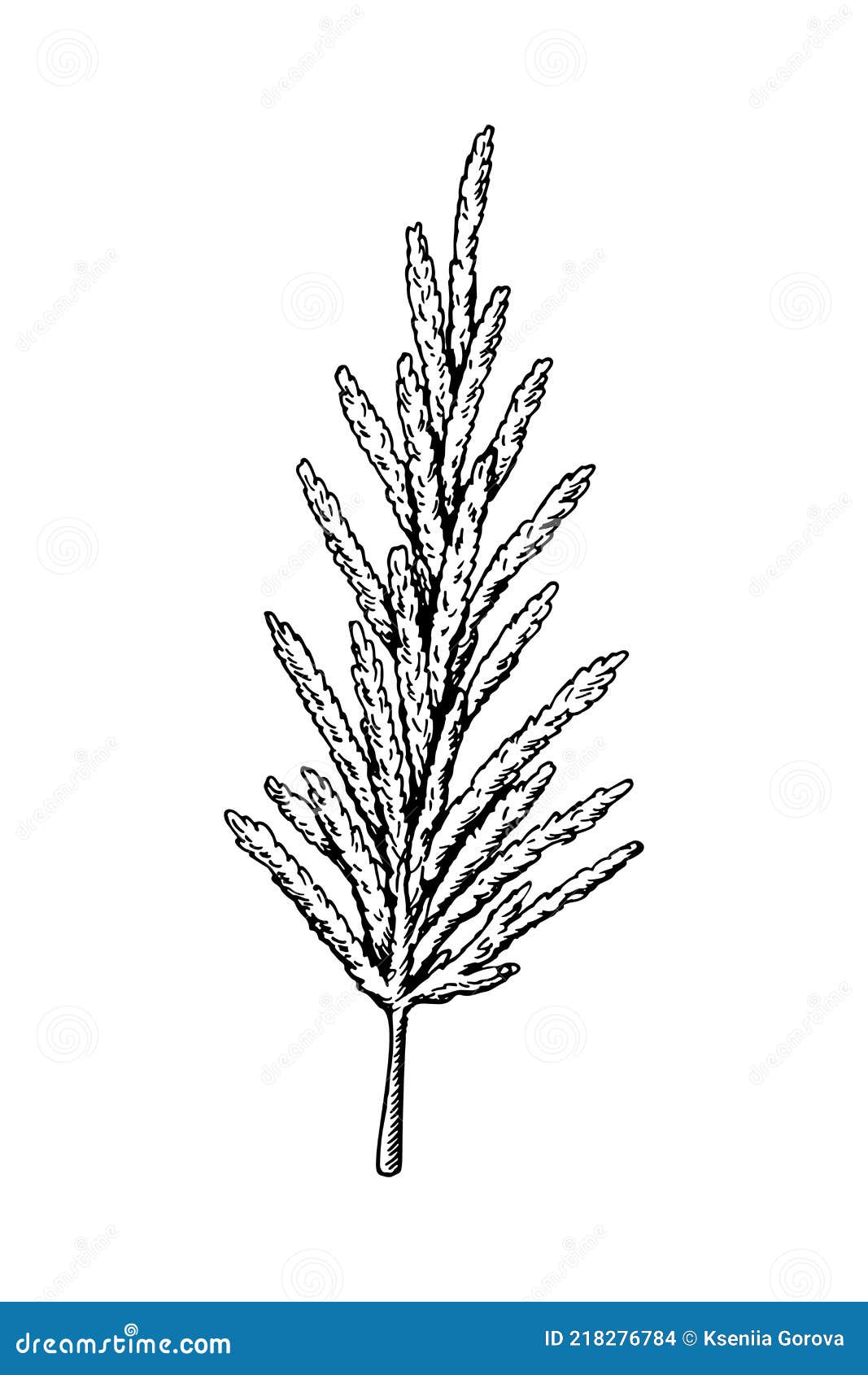 Hand Drawn Pampas Grass Isolated on White Background. Vector ...