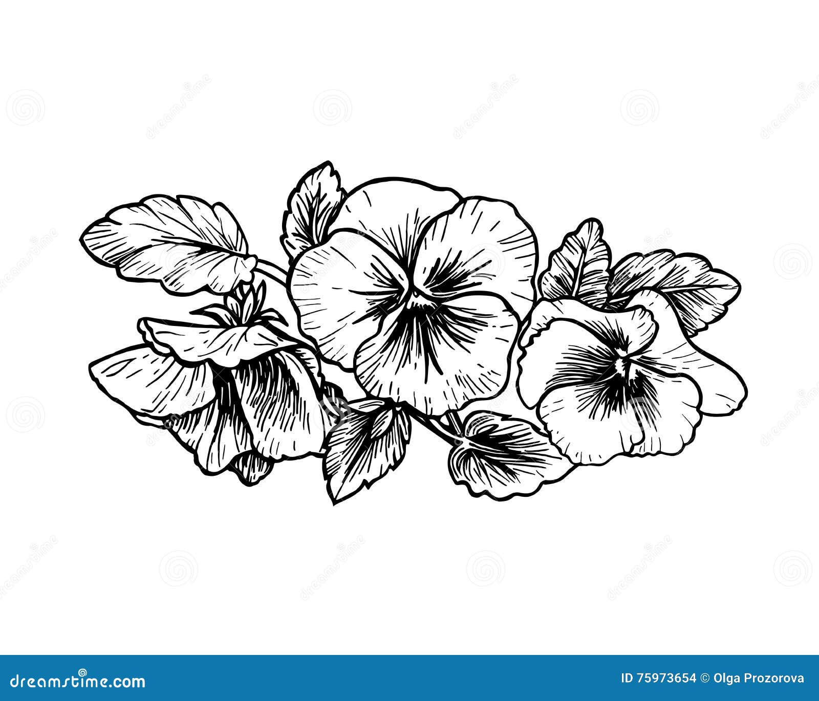 Hand drawn pansy flowers stock vector. Illustration of wedding - 75973654