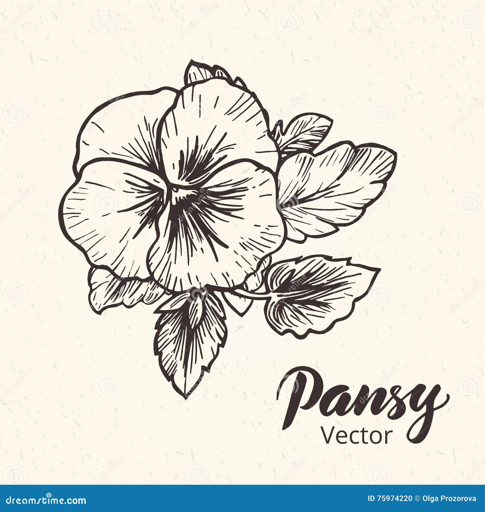 Hand drawn pansy flowers stock vector. Illustration of pansy - 75974220