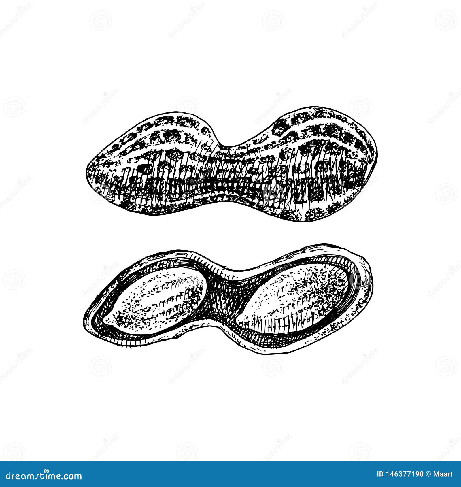 Hand drawn peanuts stock vector. Illustration of peanut - 146377190