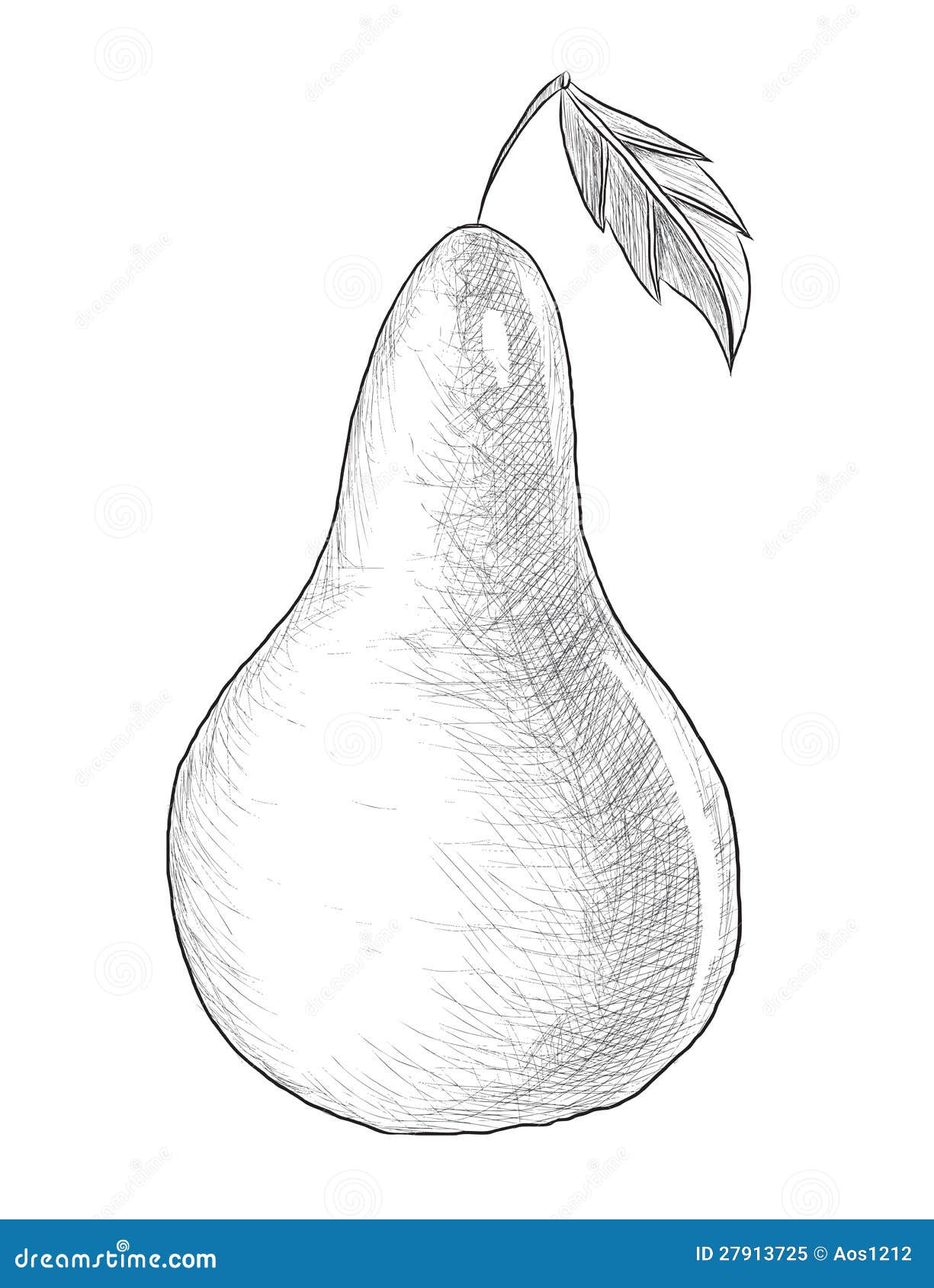 Hand drawn pear stock vector. Illustration of vegetarian - 27913725