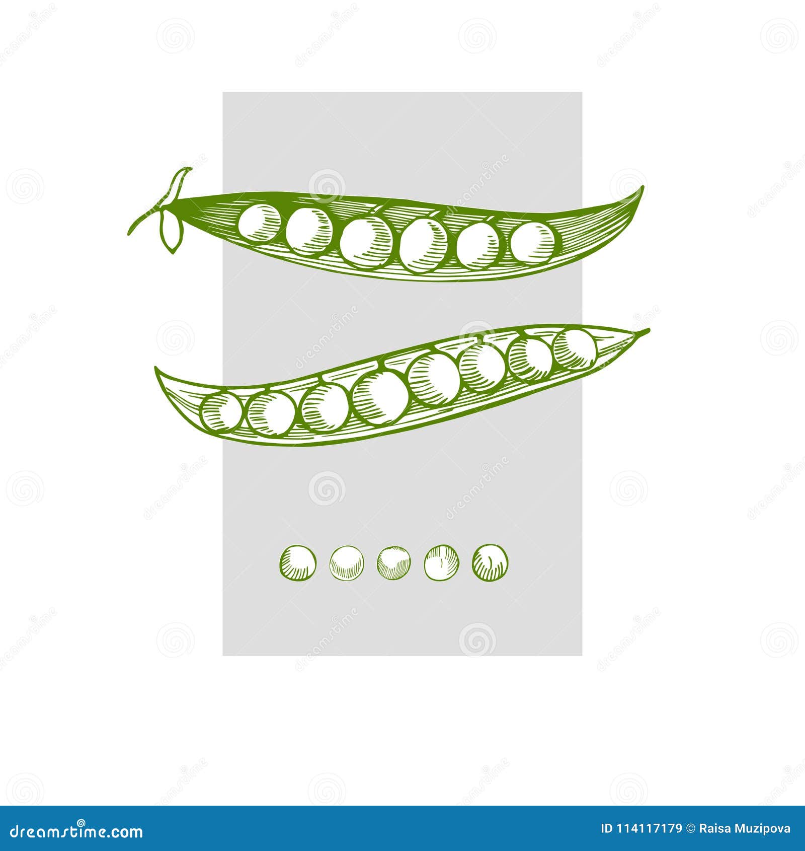 Hand Drawn Peas. Vector Sketch Illustration. Stock Vector ...