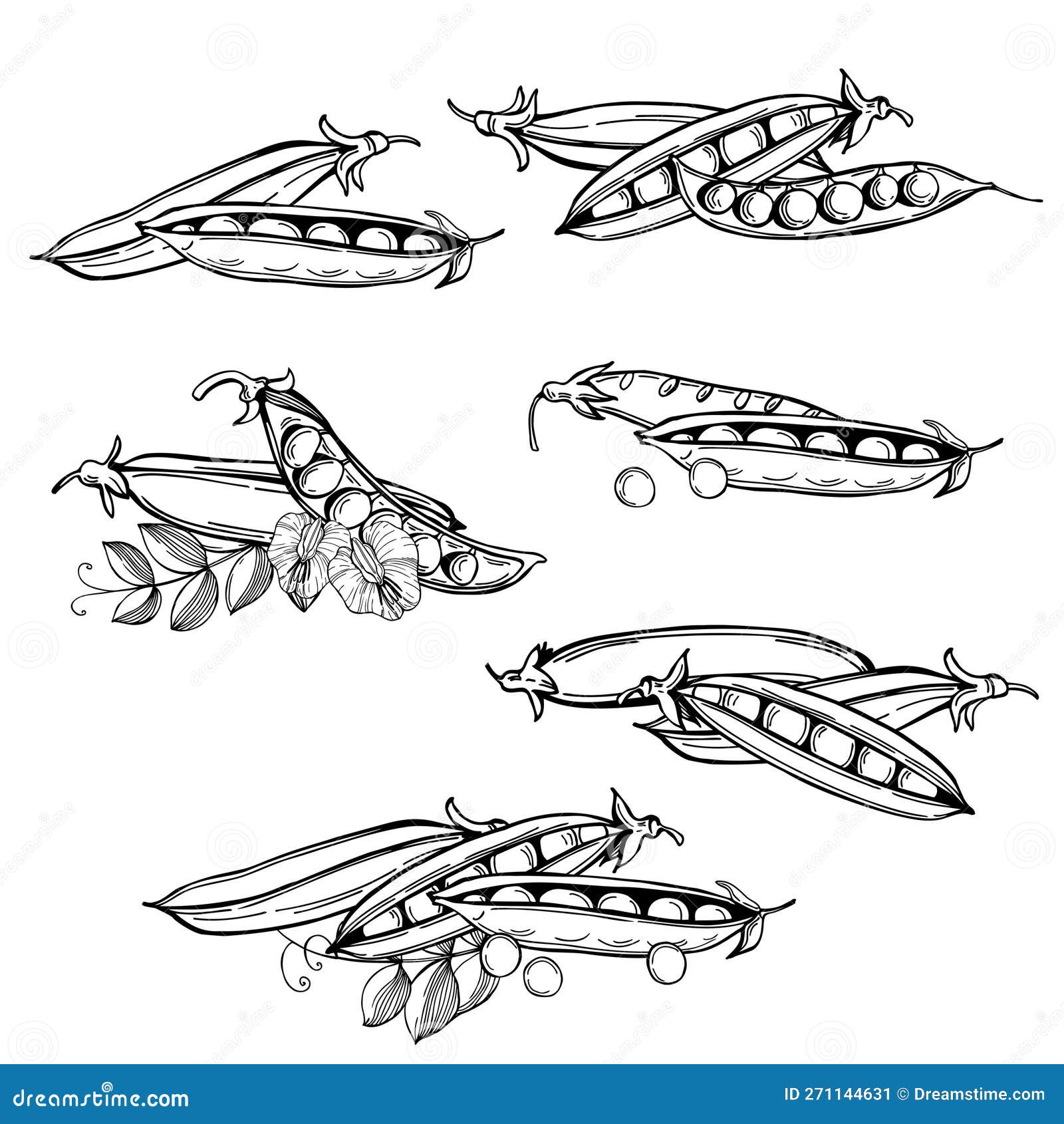 Hand-drawn Peas Set. Sketch Illustration Stock Vector - Illustration of ...