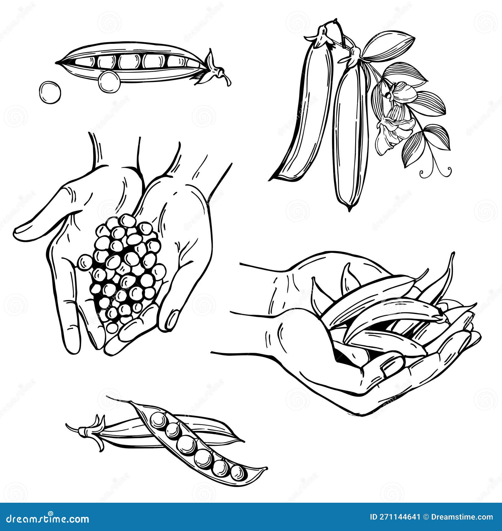 Hand-drawn Peas Set. Sketch Illustration Stock Vector - Illustration of ...