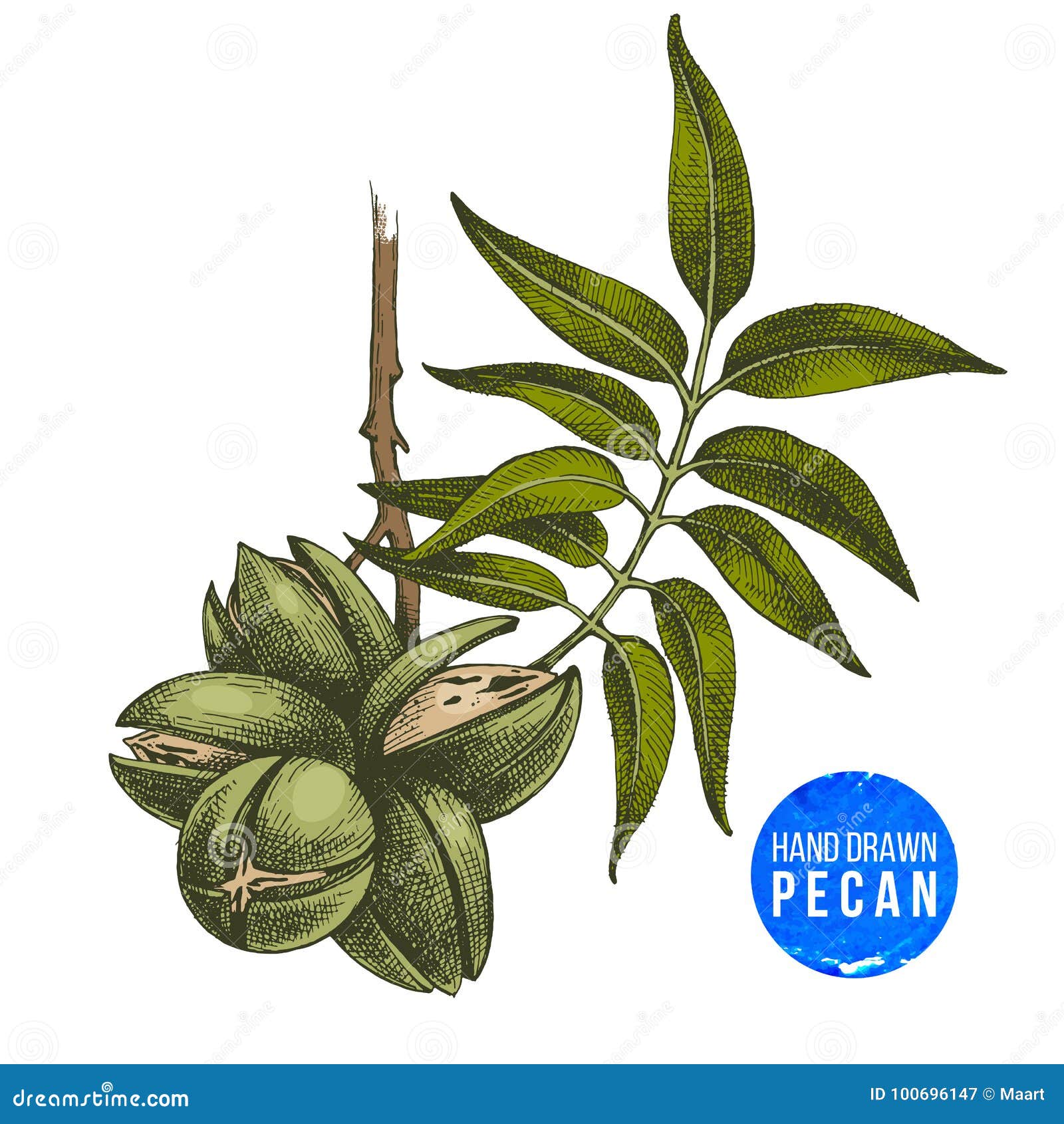 Pecan Stock Illustrations – 1,377 Pecan Stock Illustrations, Vectors ...