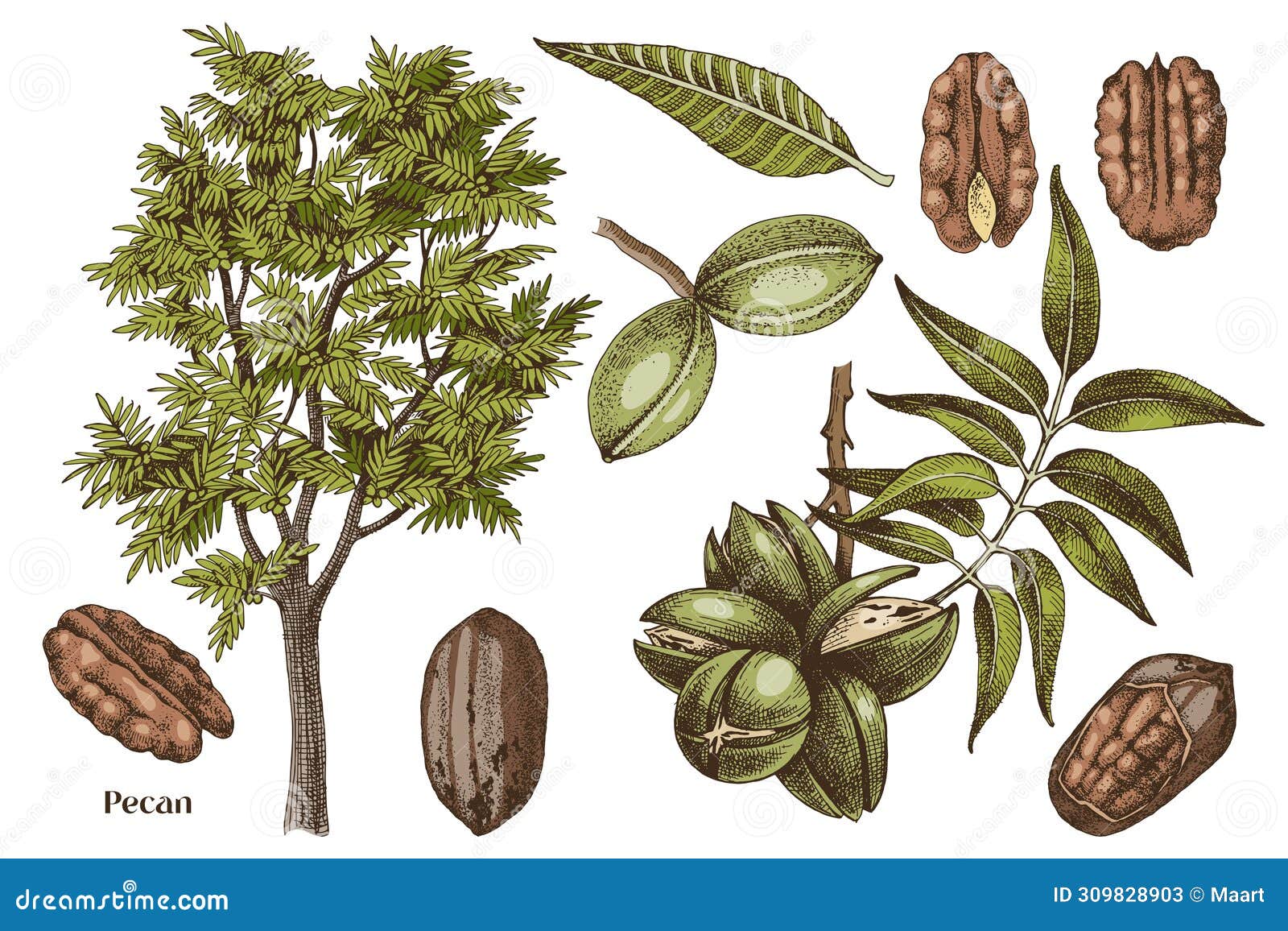 Pecan Botanical Hand Drawing Engraving Style Black And White Clip Art ...
