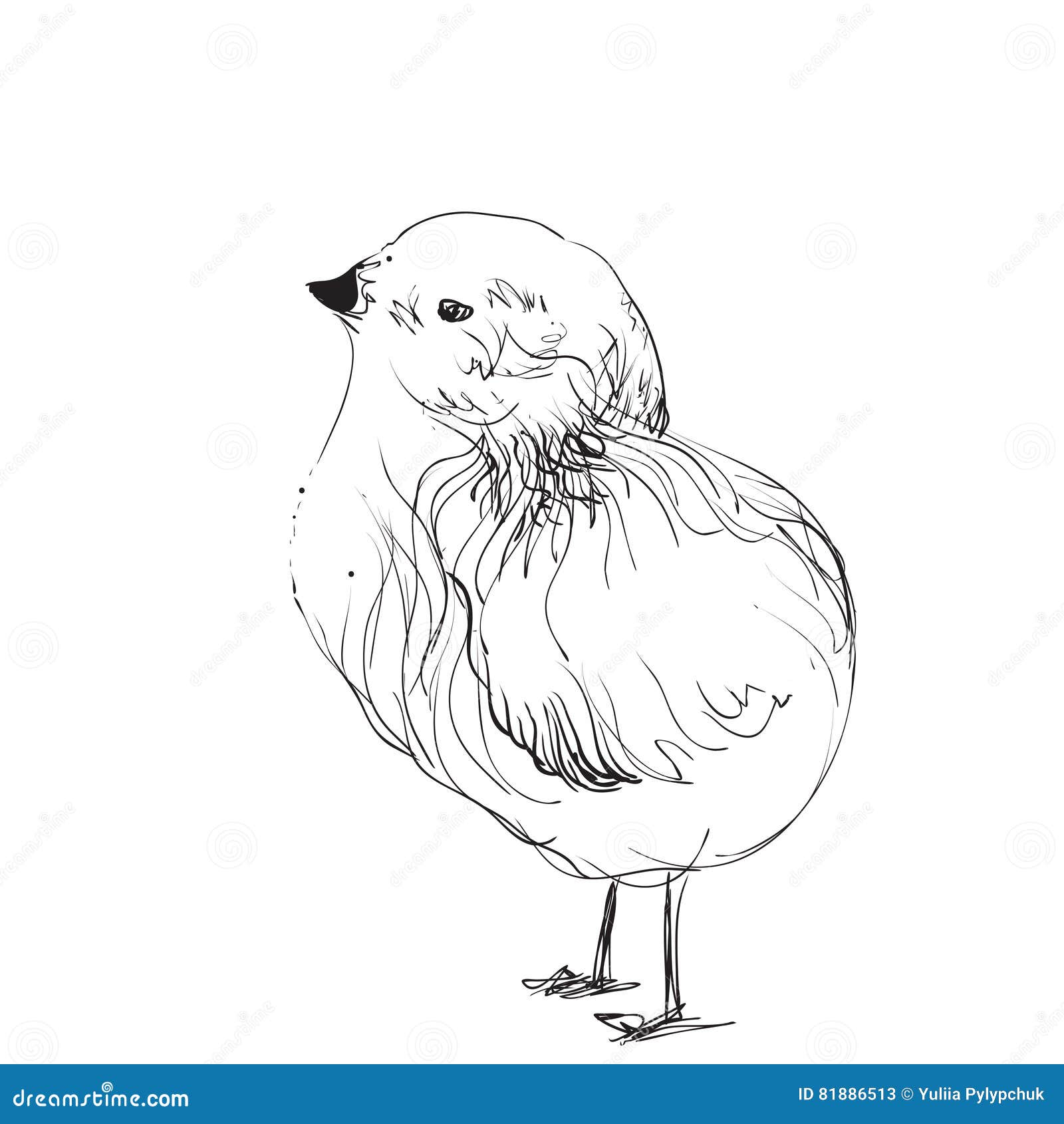 Baby Chick Sketch