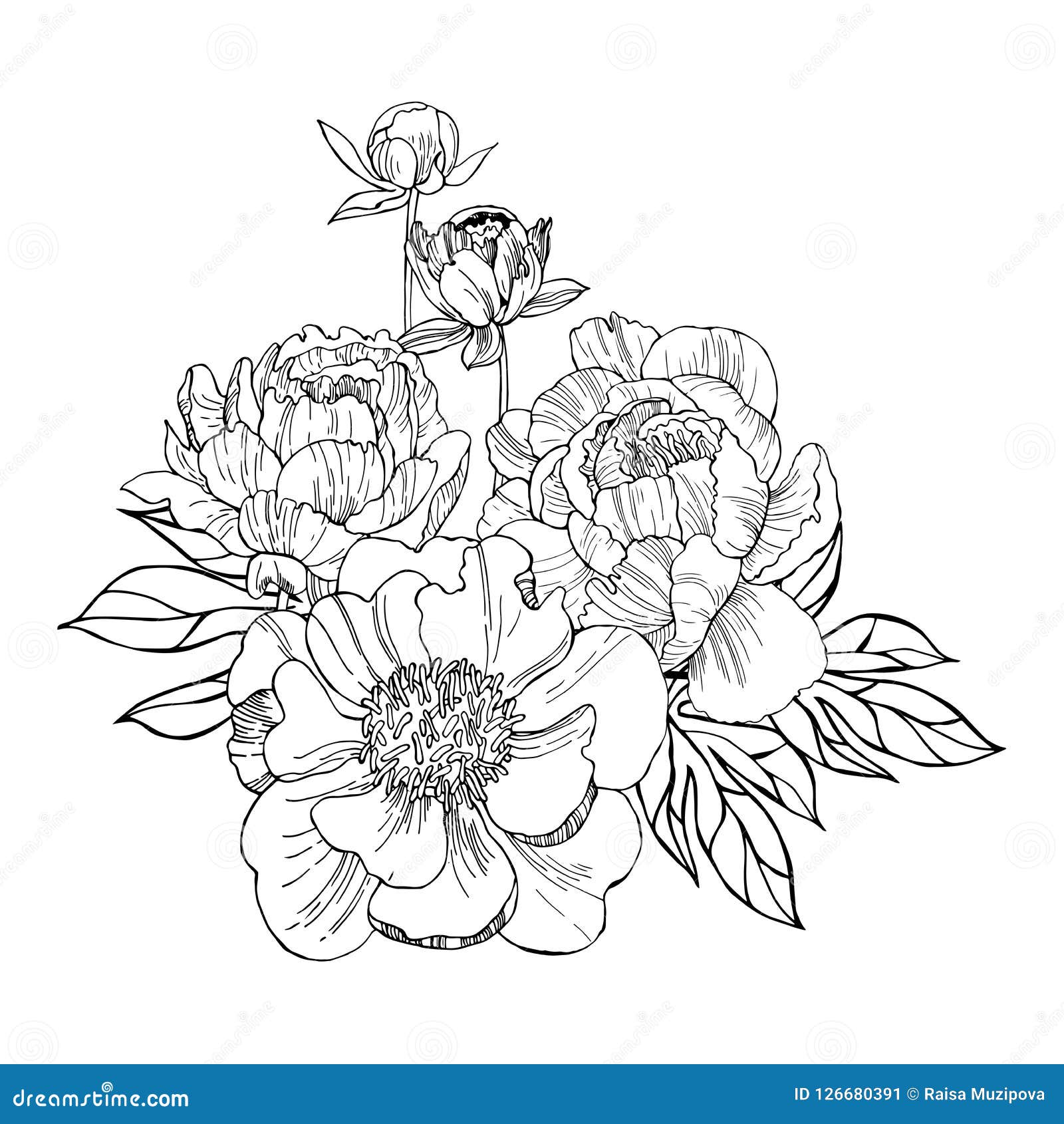Hand Drawn Peonies. Vector Sketch Illustration | CartoonDealer.com ...
