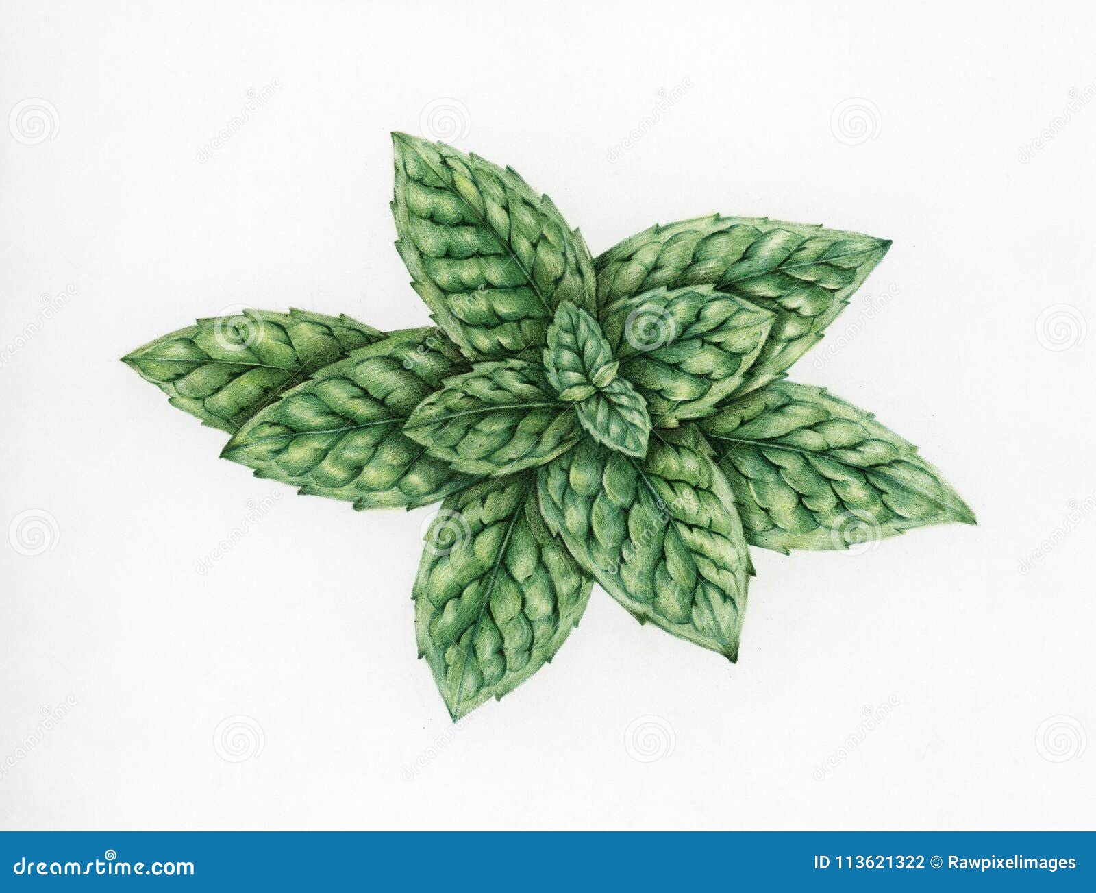 Hand Drawn Peppermint Isolated On White Background Stock Photo ...