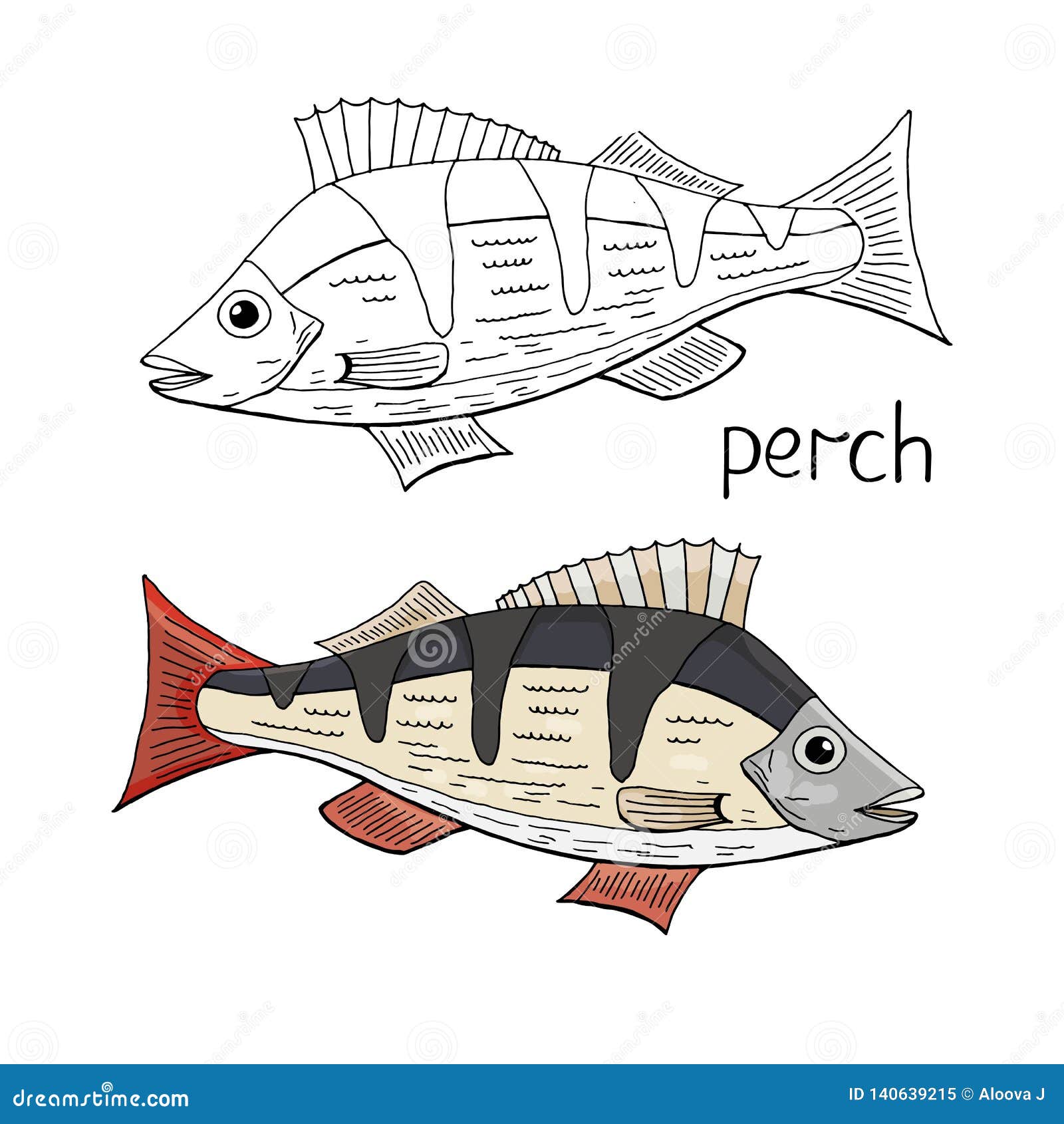 Hand Drawn Perch Fish Black and White and Color Isolated on White ...