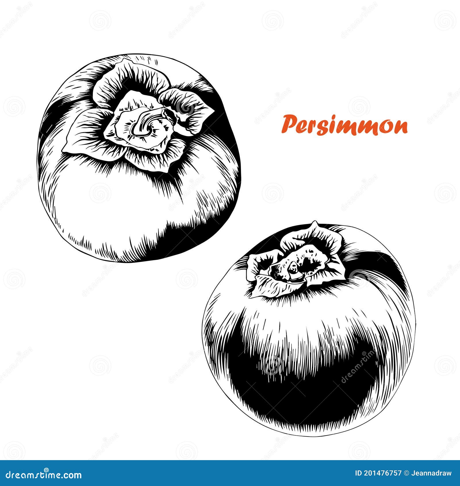 Hand drawn persimmon set. stock vector. Illustration of leaf - 201476757