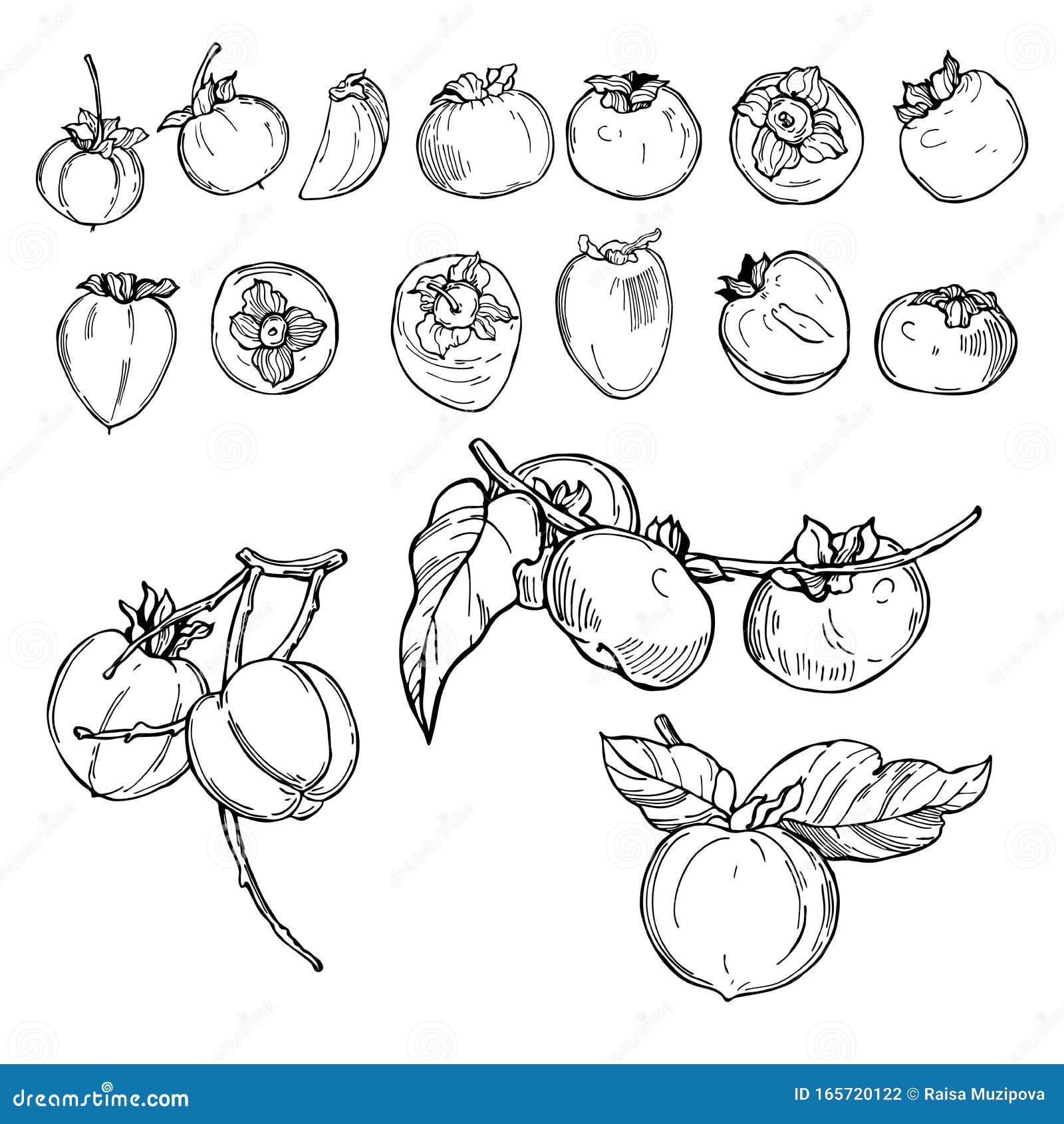 Hand Drawn Persimmon on White Background. Vector Sketch Illustration ...