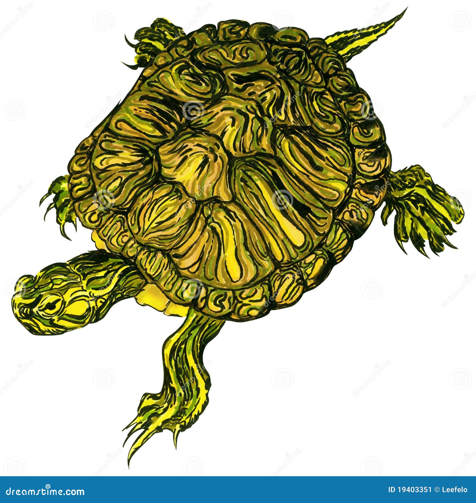 Trachemys Scripta Elegans Red-eared Slider, Red-eared Terrapin, Water ...