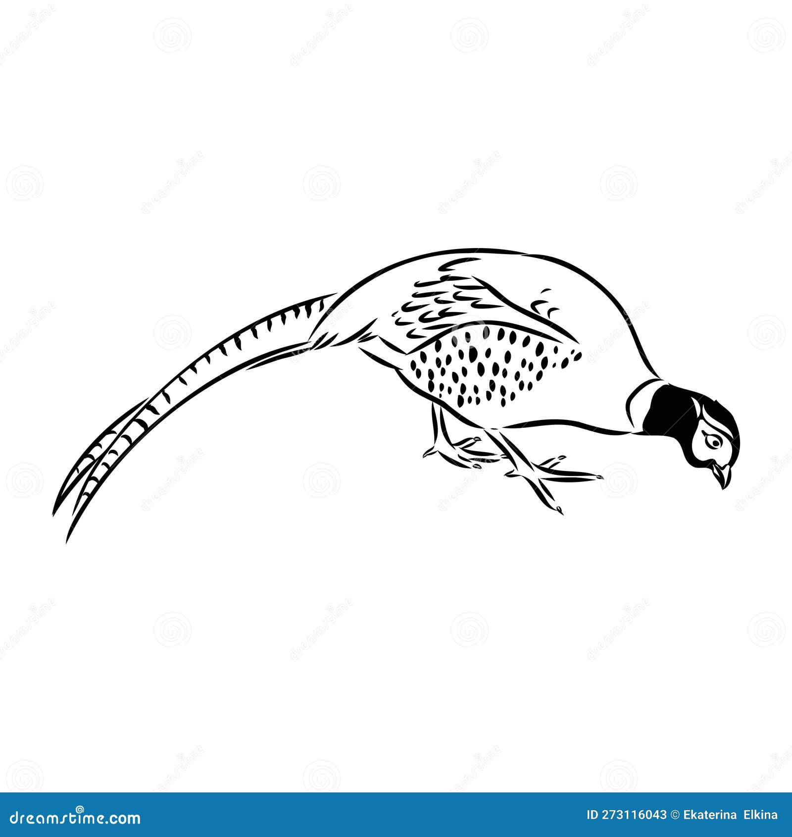 Hand Drawn of an Pheasant, Sketch. Vector Illustration Isolated on a ...