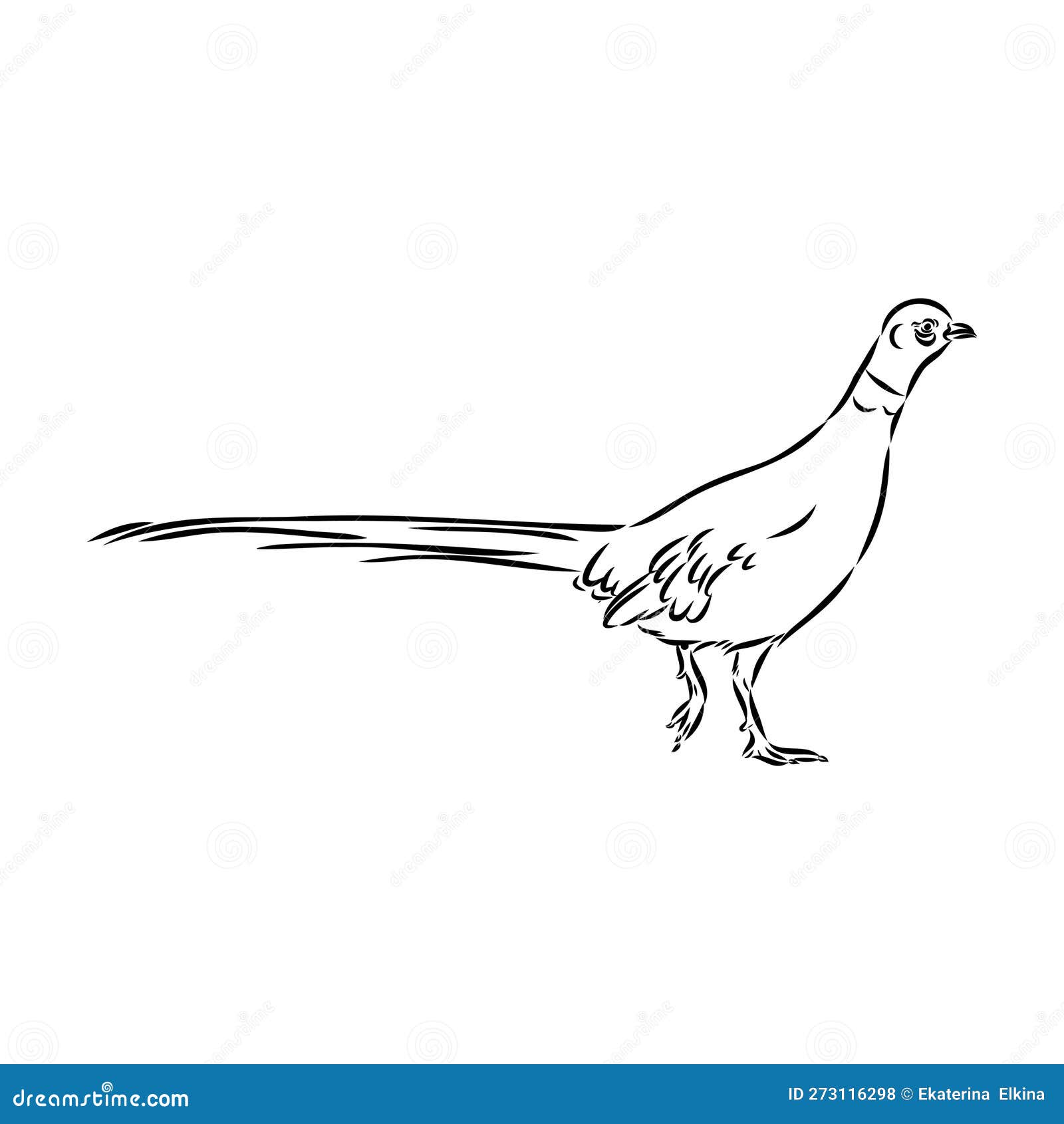 Hand Drawn of an Pheasant, Sketch. Vector Illustration Isolated on a ...
