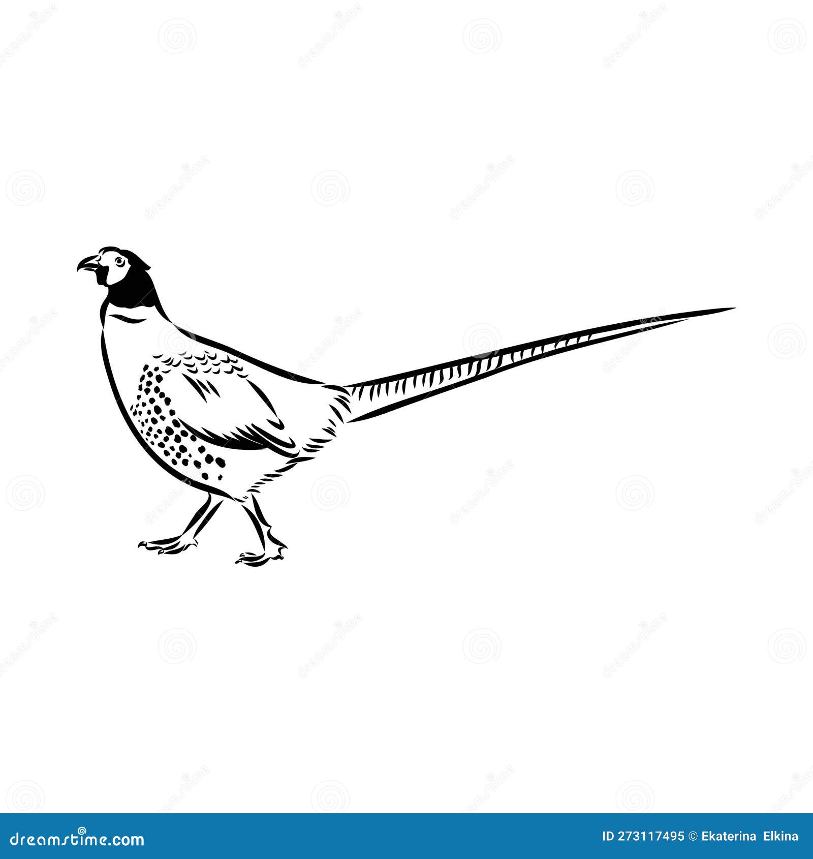 Hand Drawn of an Pheasant, Sketch. Vector Illustration Isolated on a ...