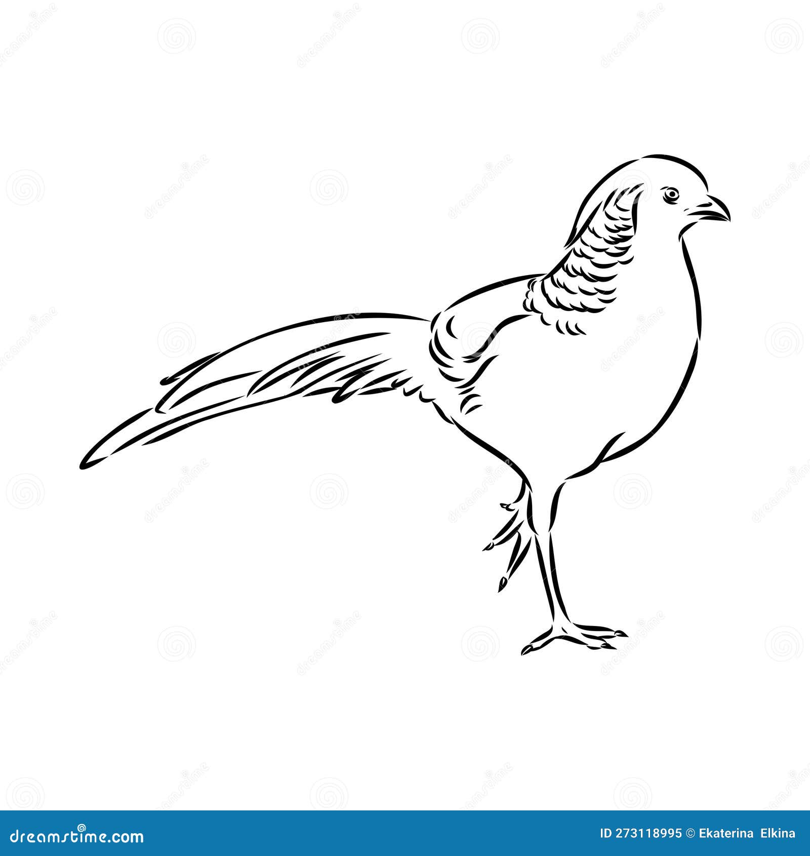 Hand Drawn of an Pheasant, Sketch. Vector Illustration Isolated on a ...