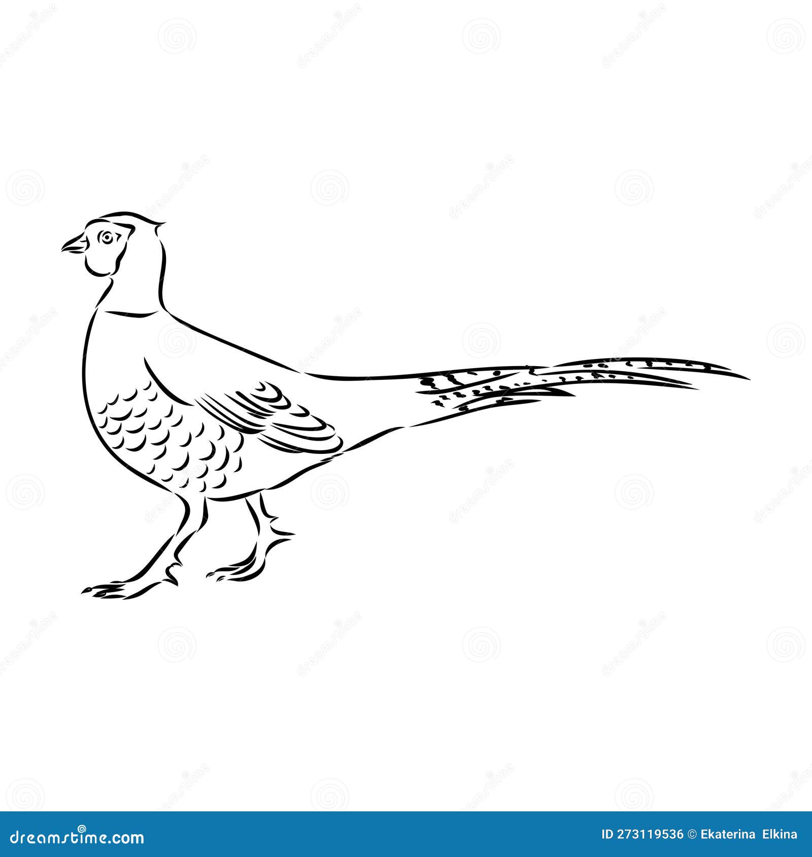 Hand Drawn of an Pheasant, Sketch. Vector Illustration Isolated on a ...
