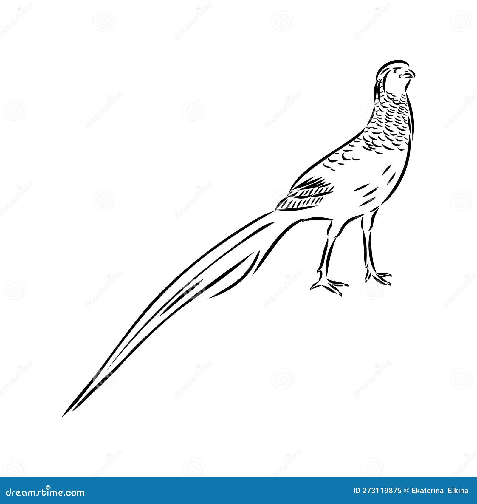 Hand Drawn of an Pheasant, Sketch. Vector Illustration Isolated on a ...