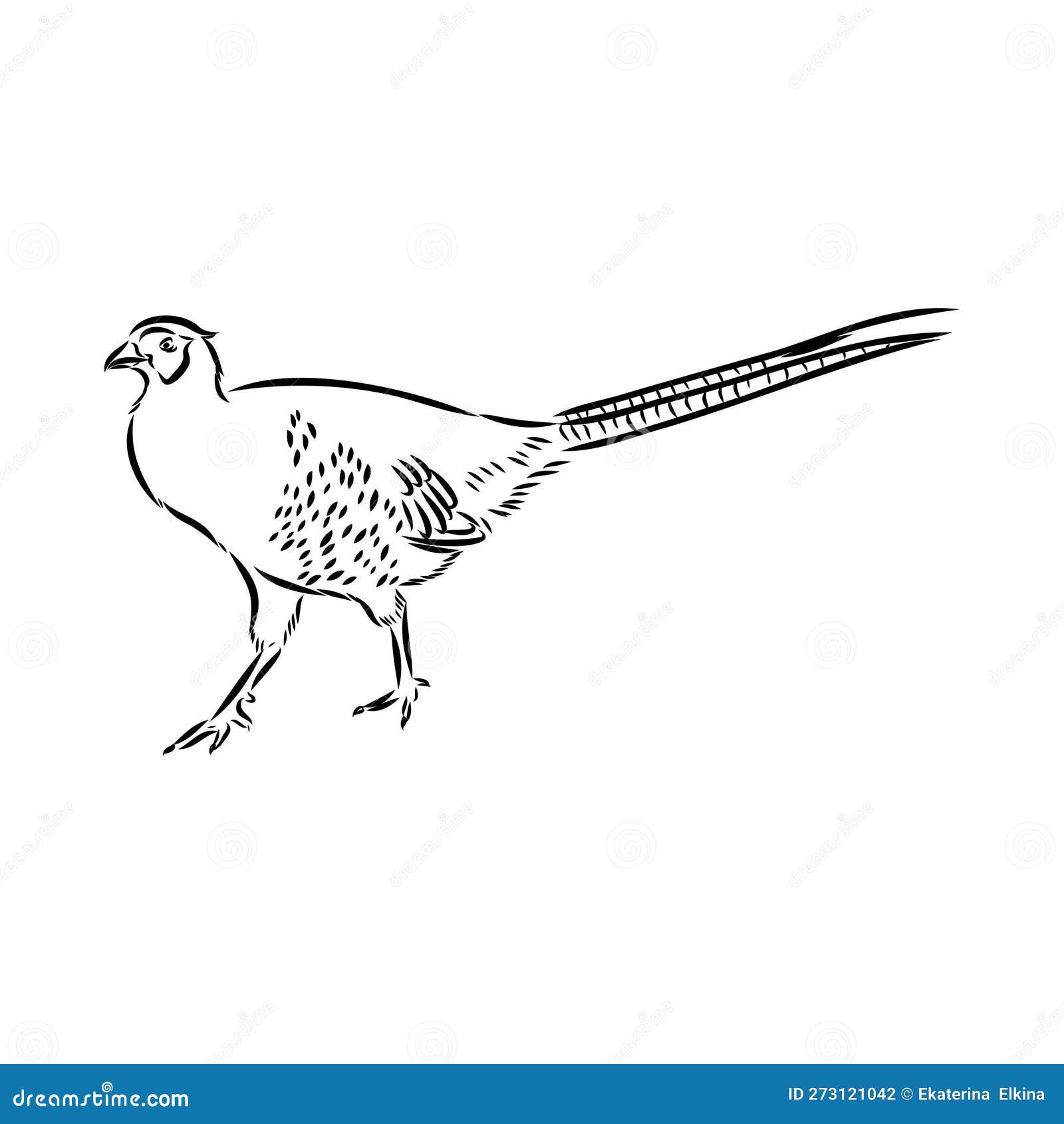 Hand Drawn of an Pheasant, Sketch. Vector Illustration Isolated on a ...