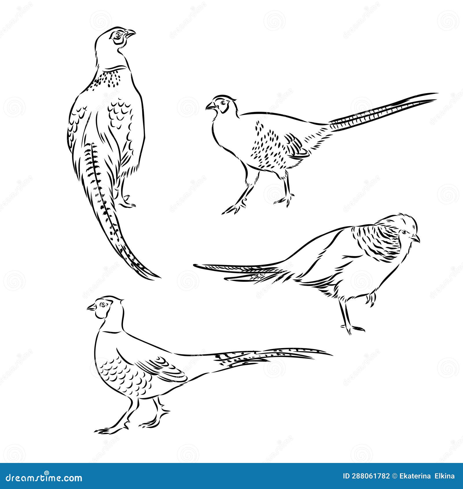 Hand Drawn of an Pheasant, Sketch. Vector Illustration Isolated on a ...