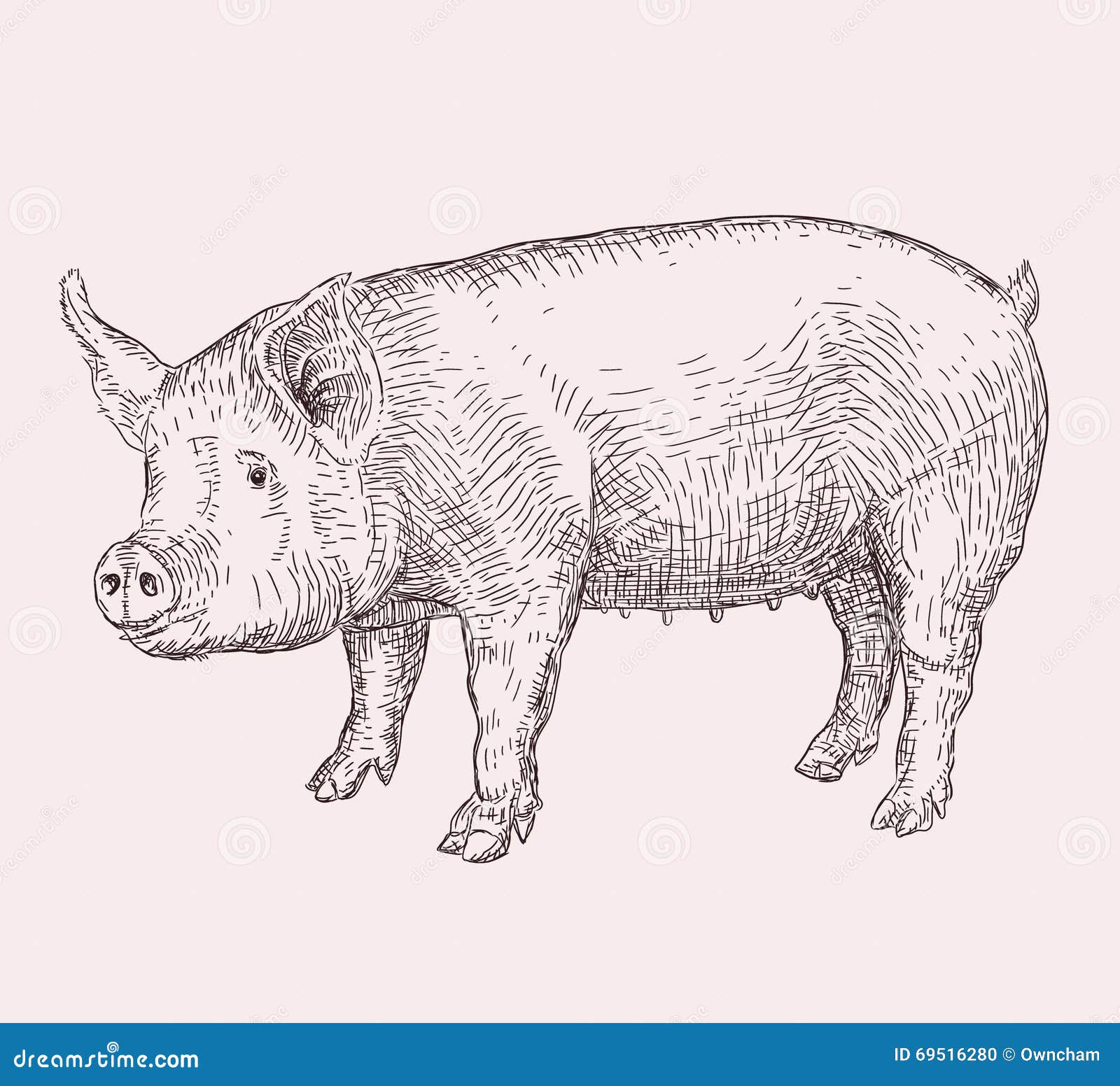 Hand drawn pig stock vector. Illustration of piglet, painting - 69516280