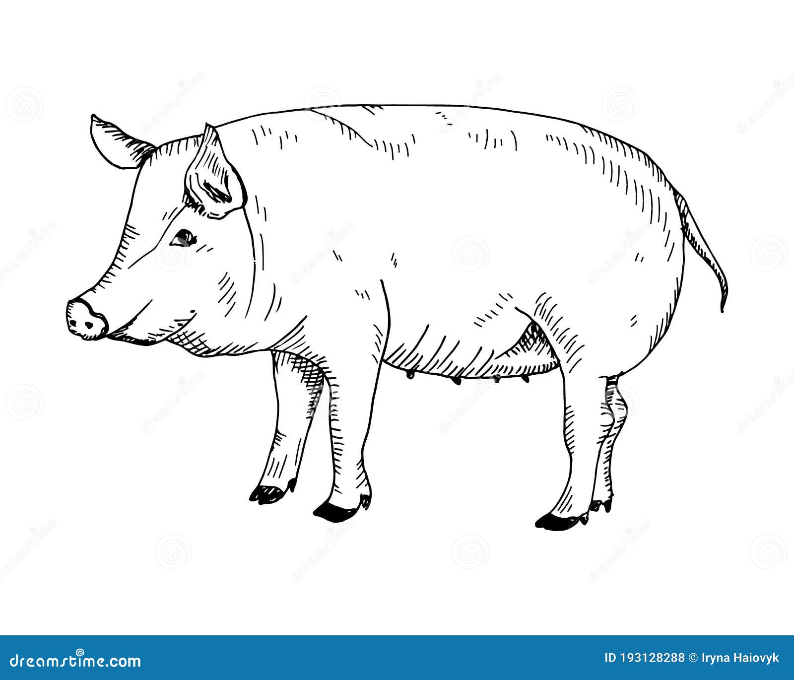 Hand drawn pig. vector stock illustration. Illustration of farm - 193128288