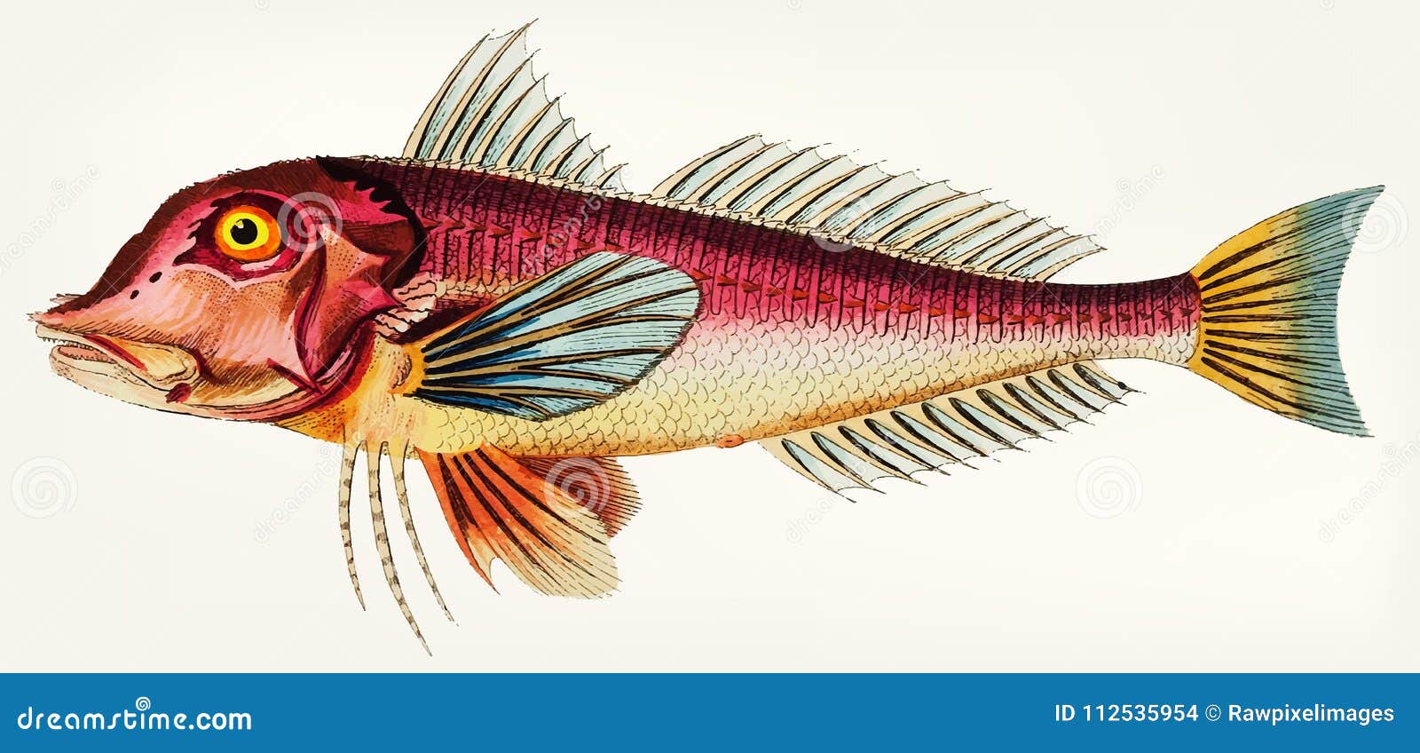 Gurnard Cartoons, Illustrations & Vector Stock Images - 52 Pictures to ...