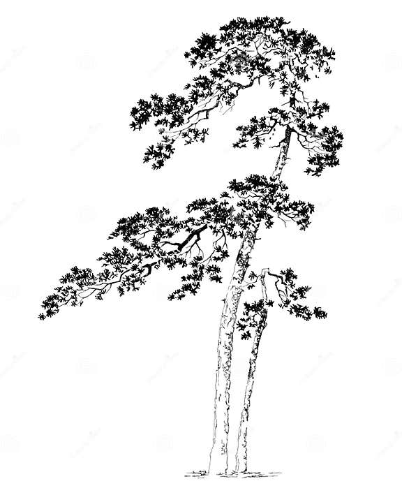 Hand Drawn PINE TREE. Vector Illustration Stock Vector - Illustration ...