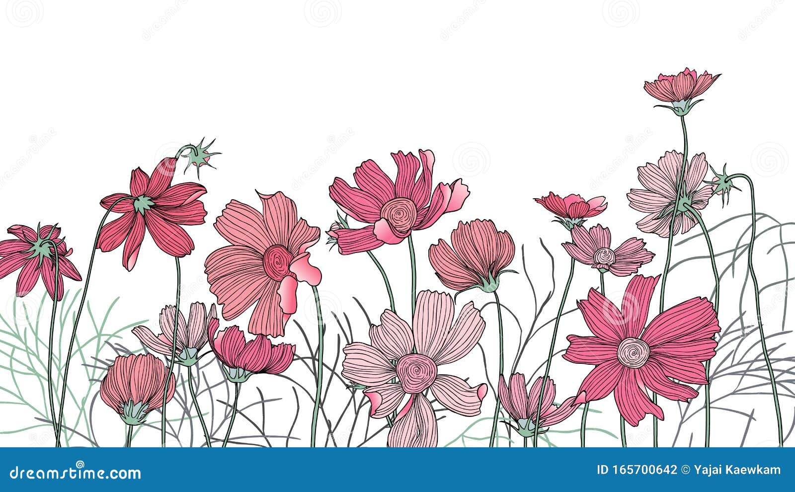 Hand Drawn Pink Cosmos Flowers with Leaves Stock Vector - Illustration ...