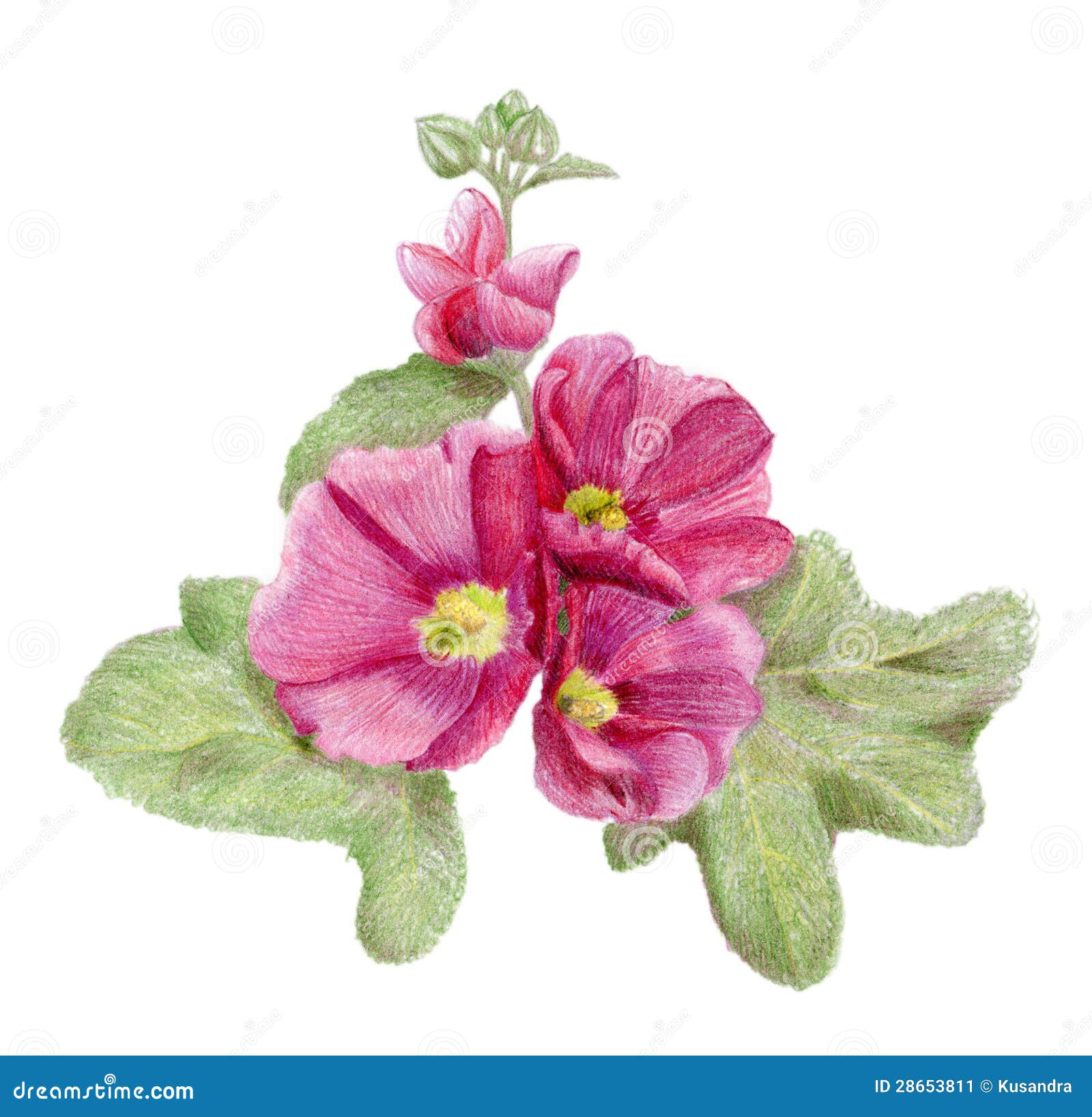 Hand-drawn Pink Mallow Flowers Stock Illustration - Illustration of ...