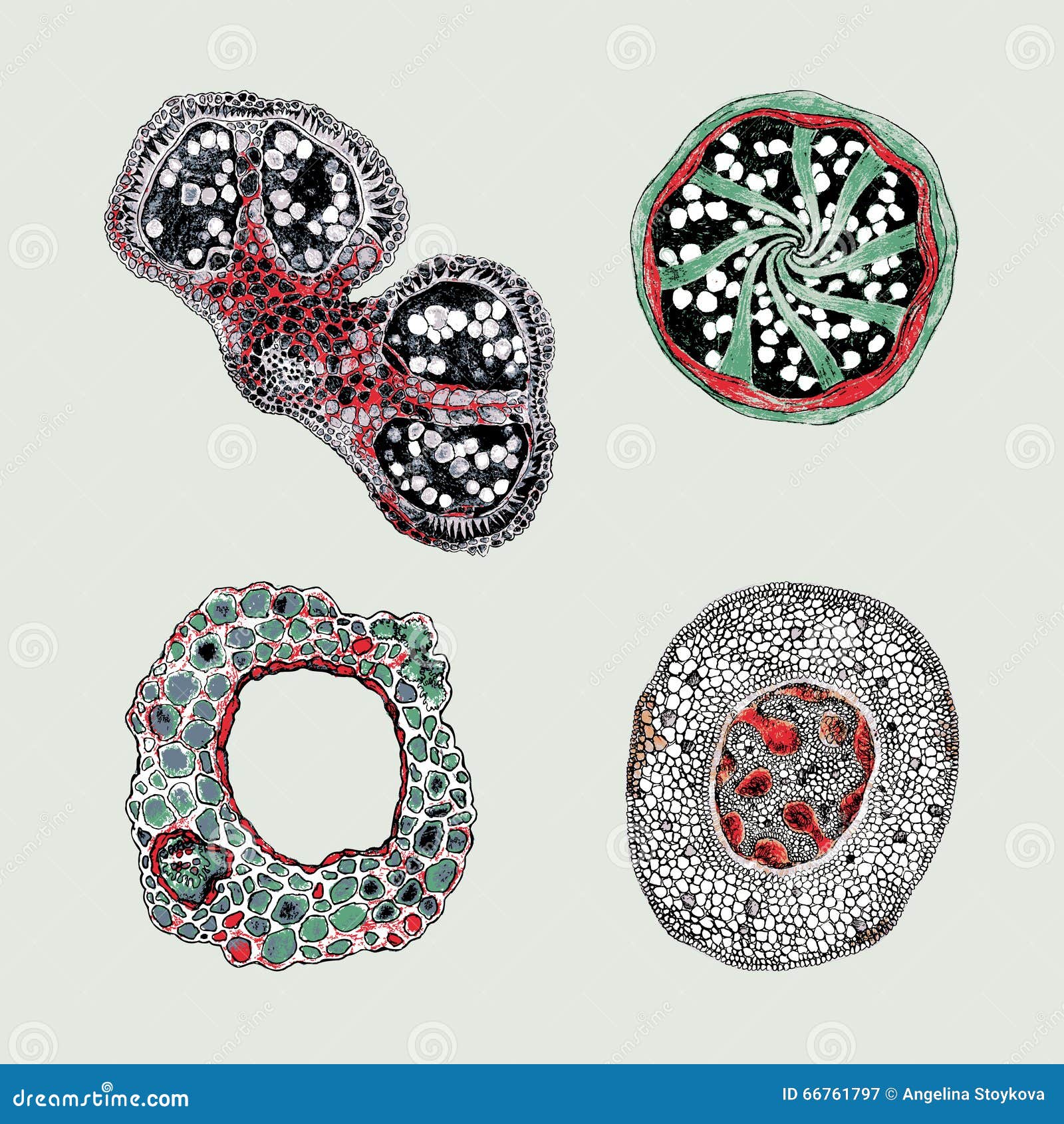 Hand- Drawn Plant Seeds and Cells Set Stock Vector - Illustration of ...